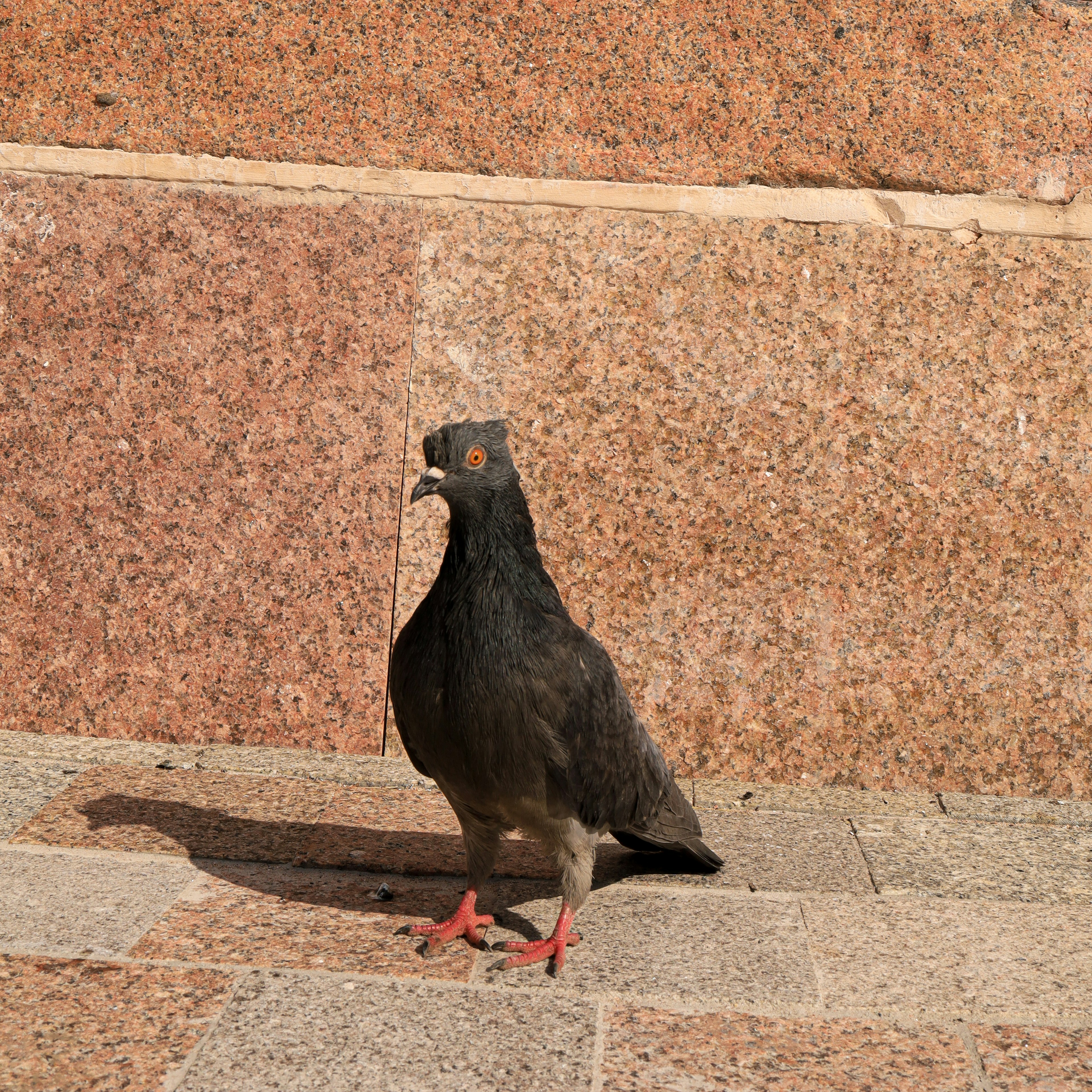 Urban Pigeon on Stone Steps: Amber Eye Gaze