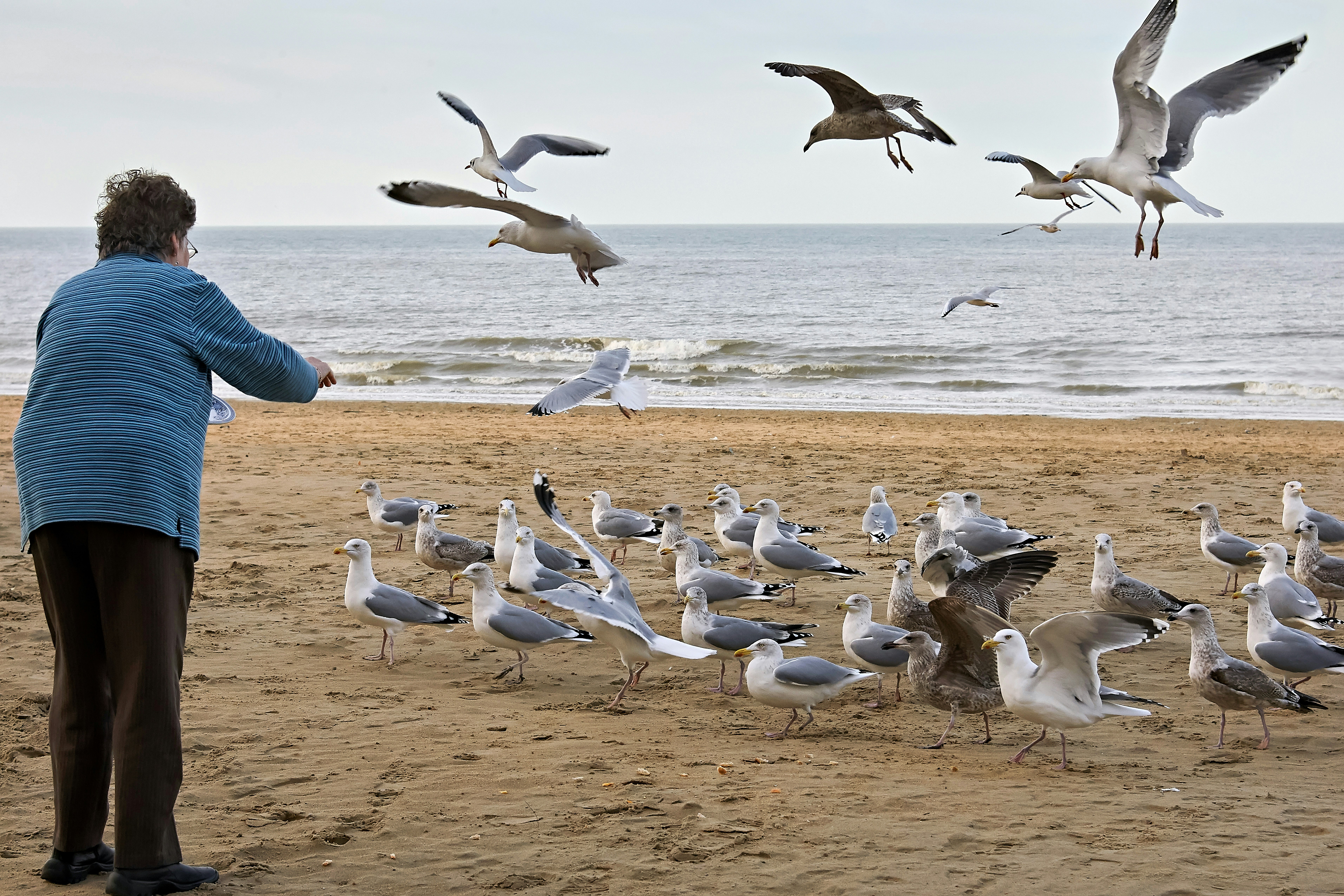 The Gentle Gardener: Seabirds Converge as a Seaside Mentor Looks On