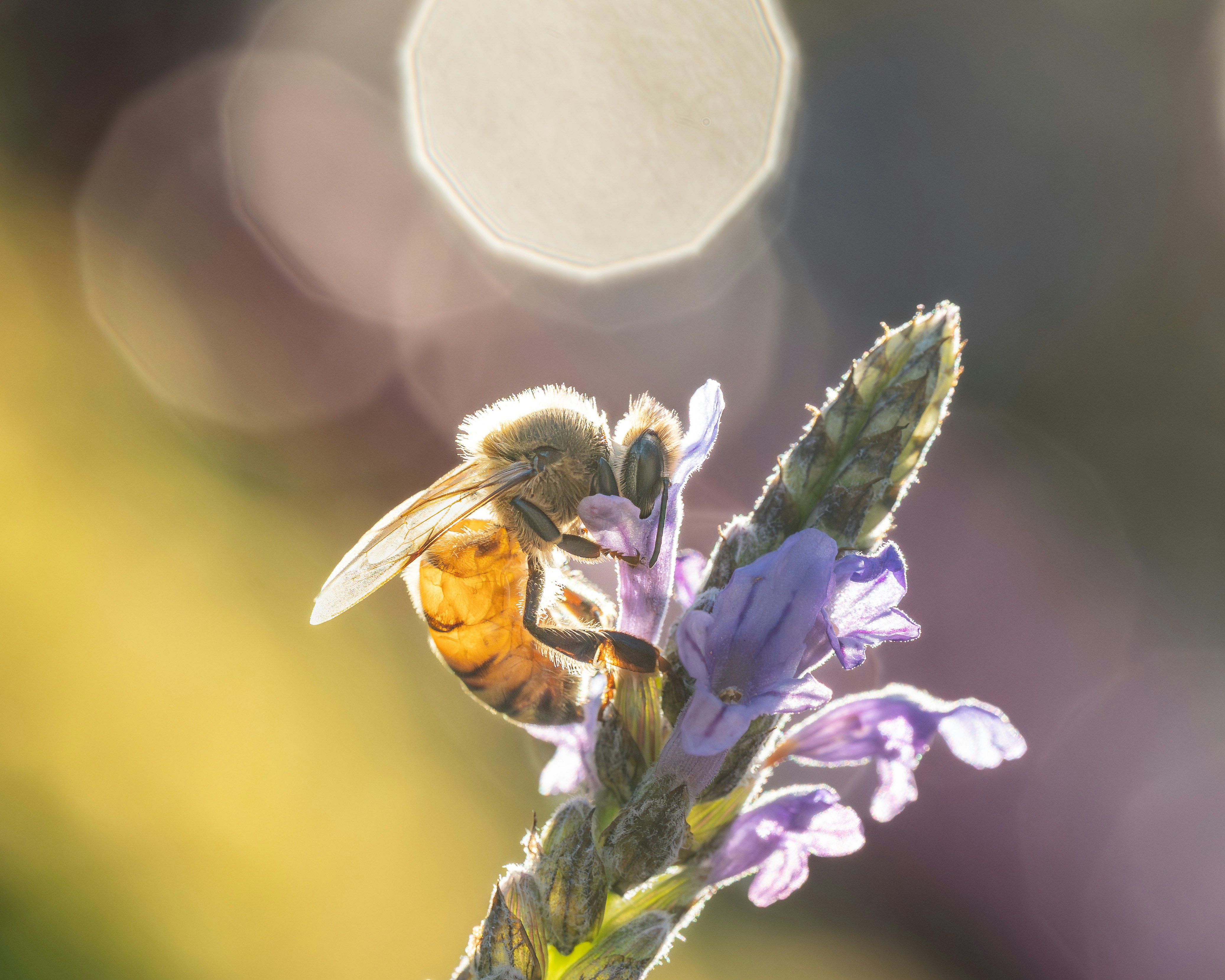 Hovering Pollinator on Lavender Spike at Golden Hour