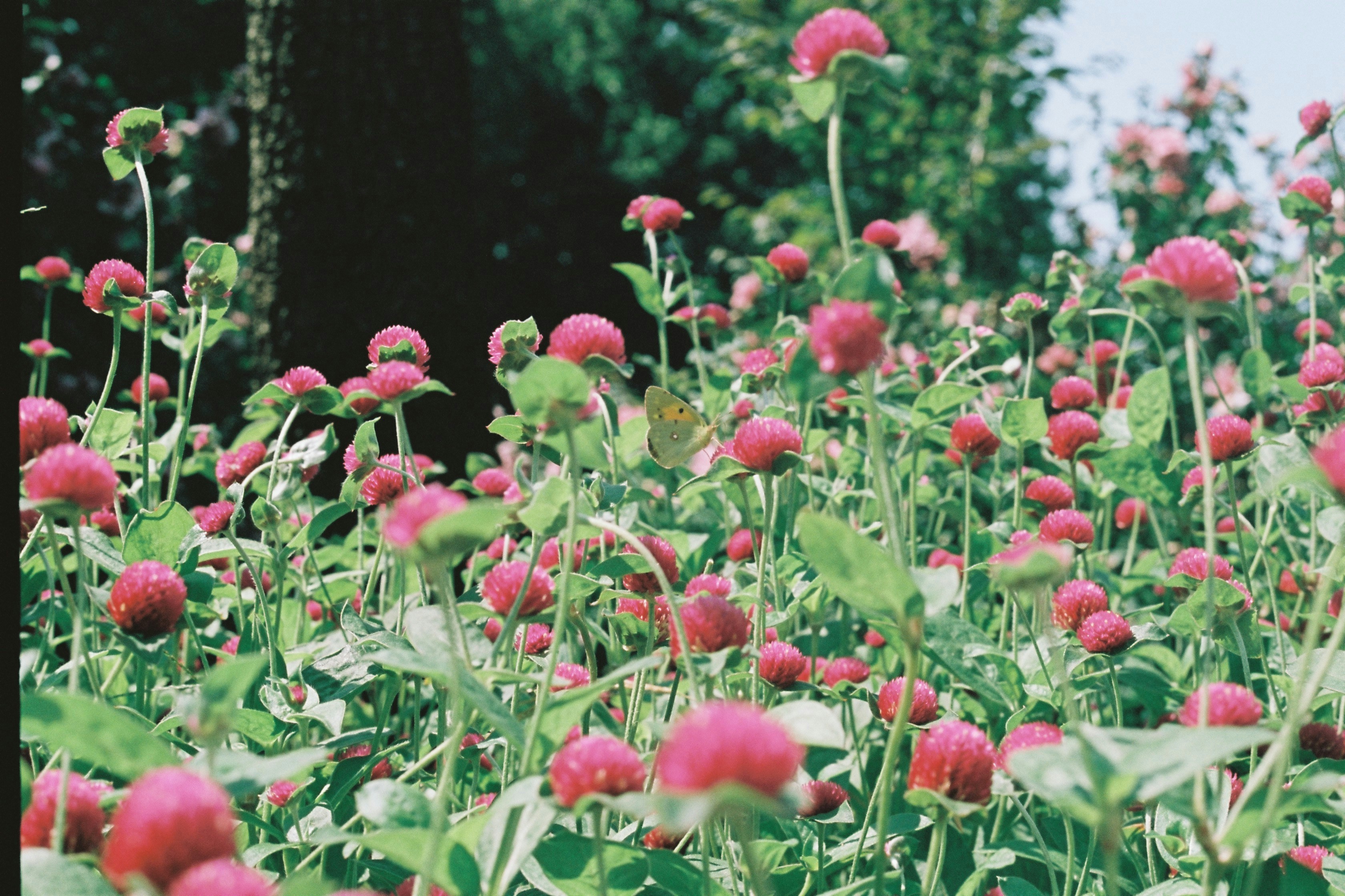 Rose-topped meadow under dappled sunlight
