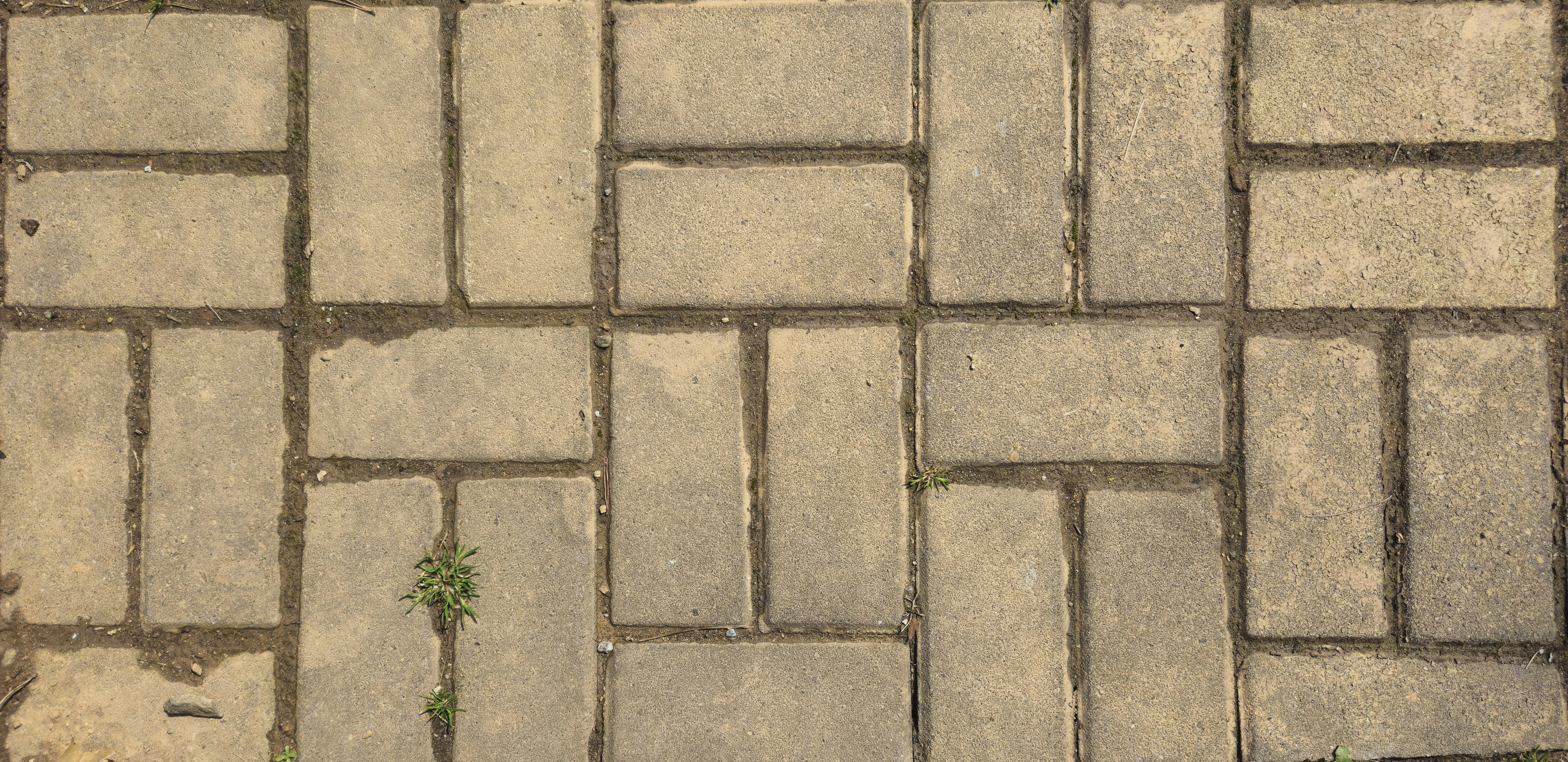 Gray interlocking paving stones with small weeds growing.