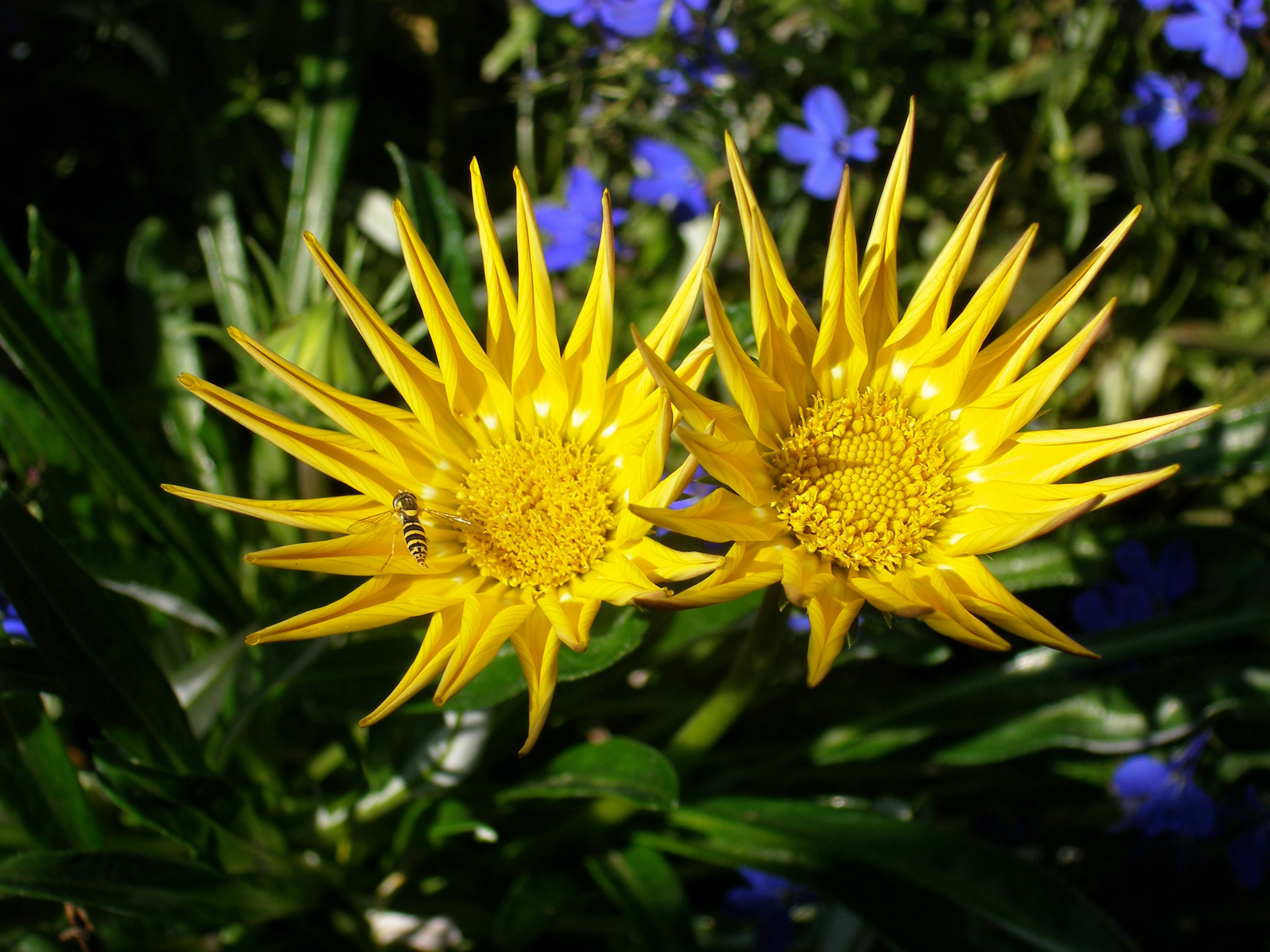 Macro shot of two vibrant yellow gazania flowers with a small hoverfly sitting on one of them, with blue lobelia flowers in the blurred background.