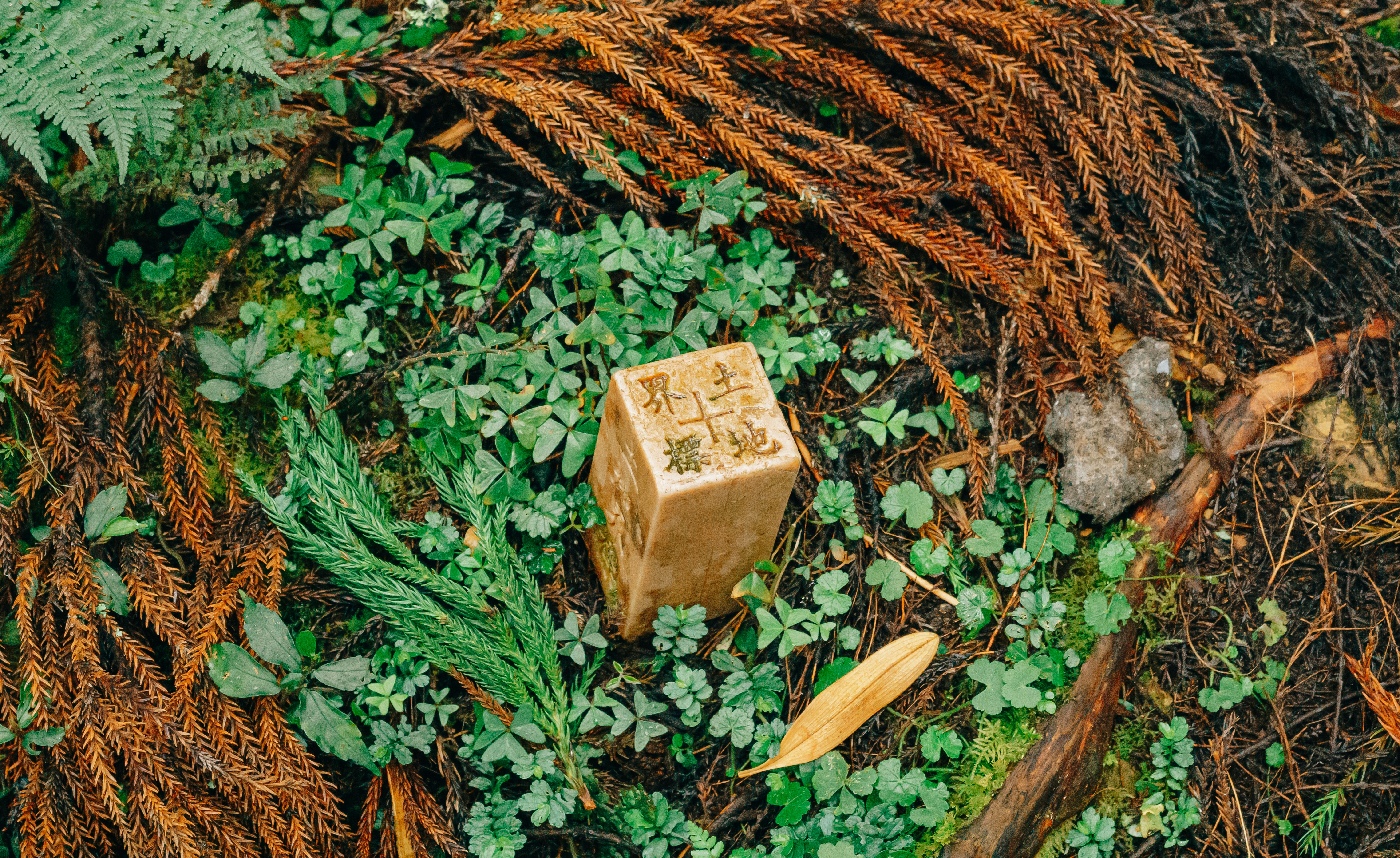 Mossy Forest Marker: A Small Wooden Block Amid Ferns and Cones