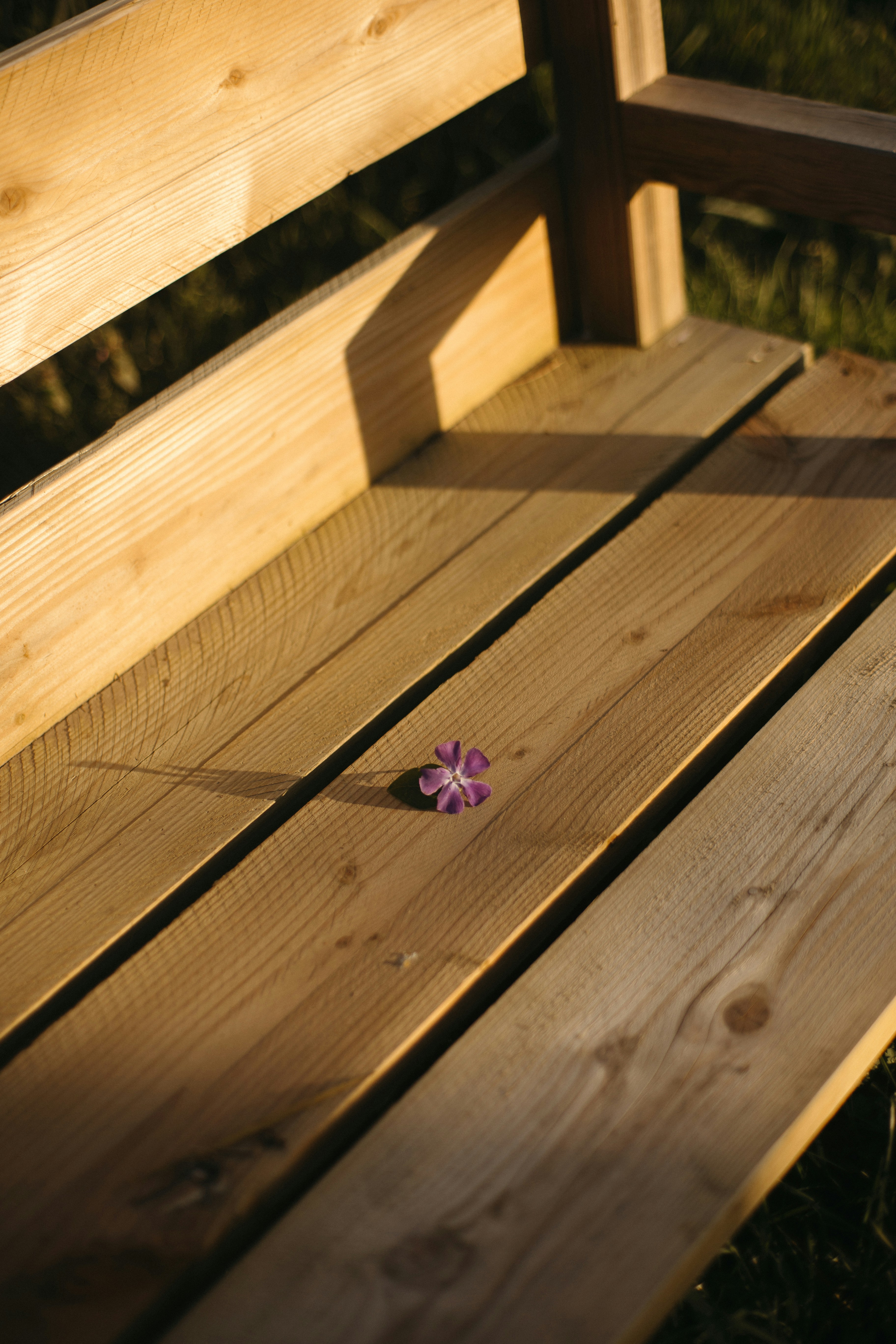 A solitary violet bloom on sunlit cedar boards