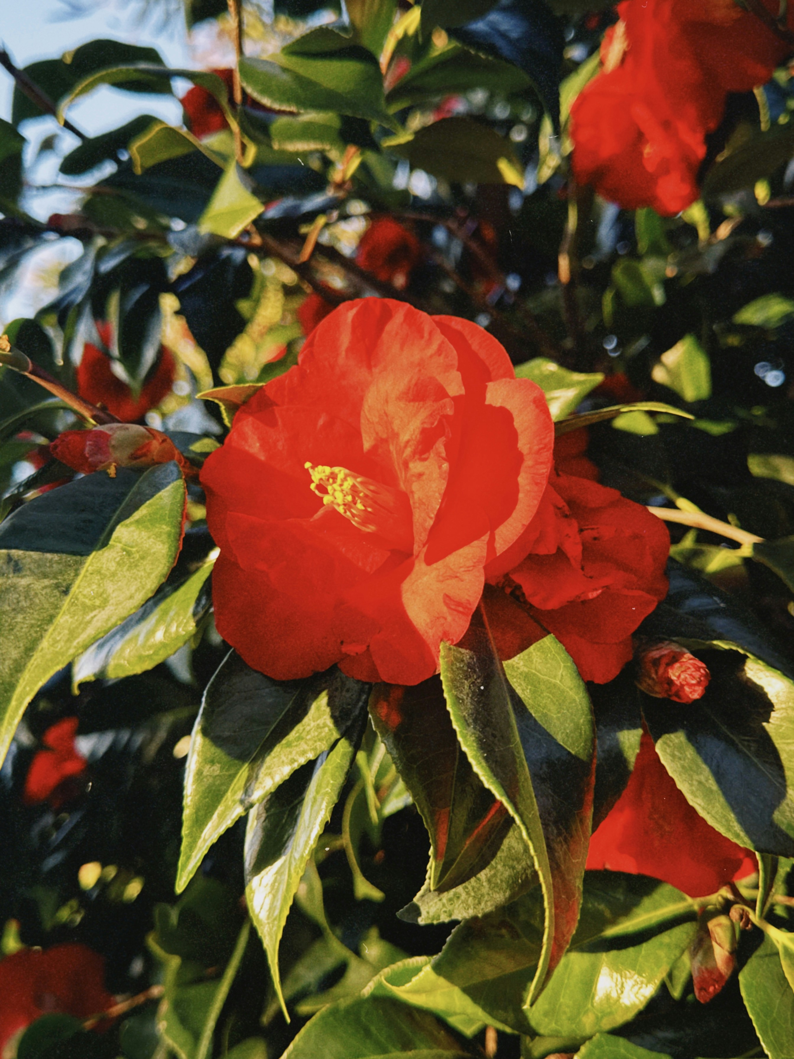 Scarlet Camellia Bloom Amid Glossy Foliage