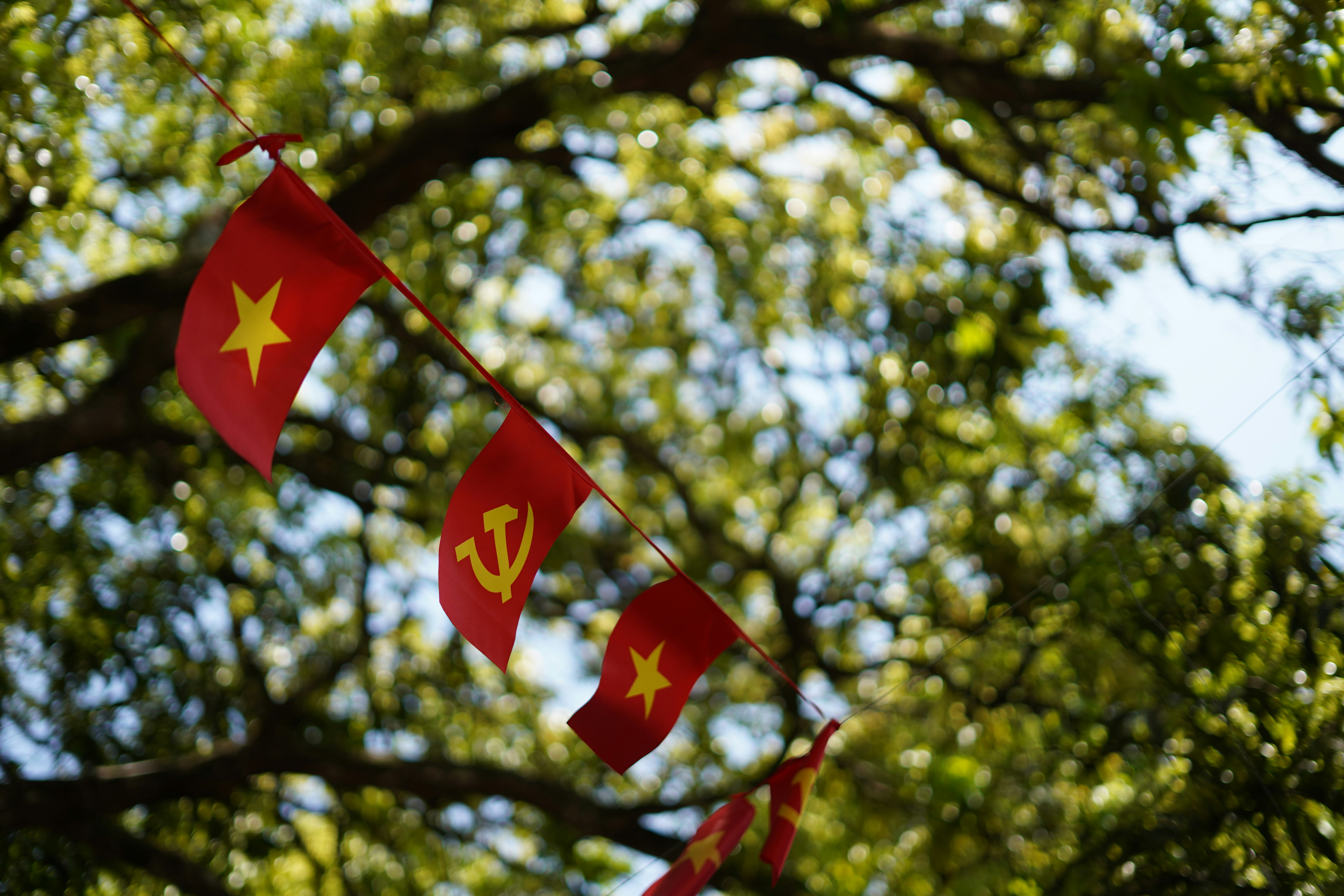 Red flags on a sunlit branch: a string of Vietnam’s emblems fluttering through the canopy