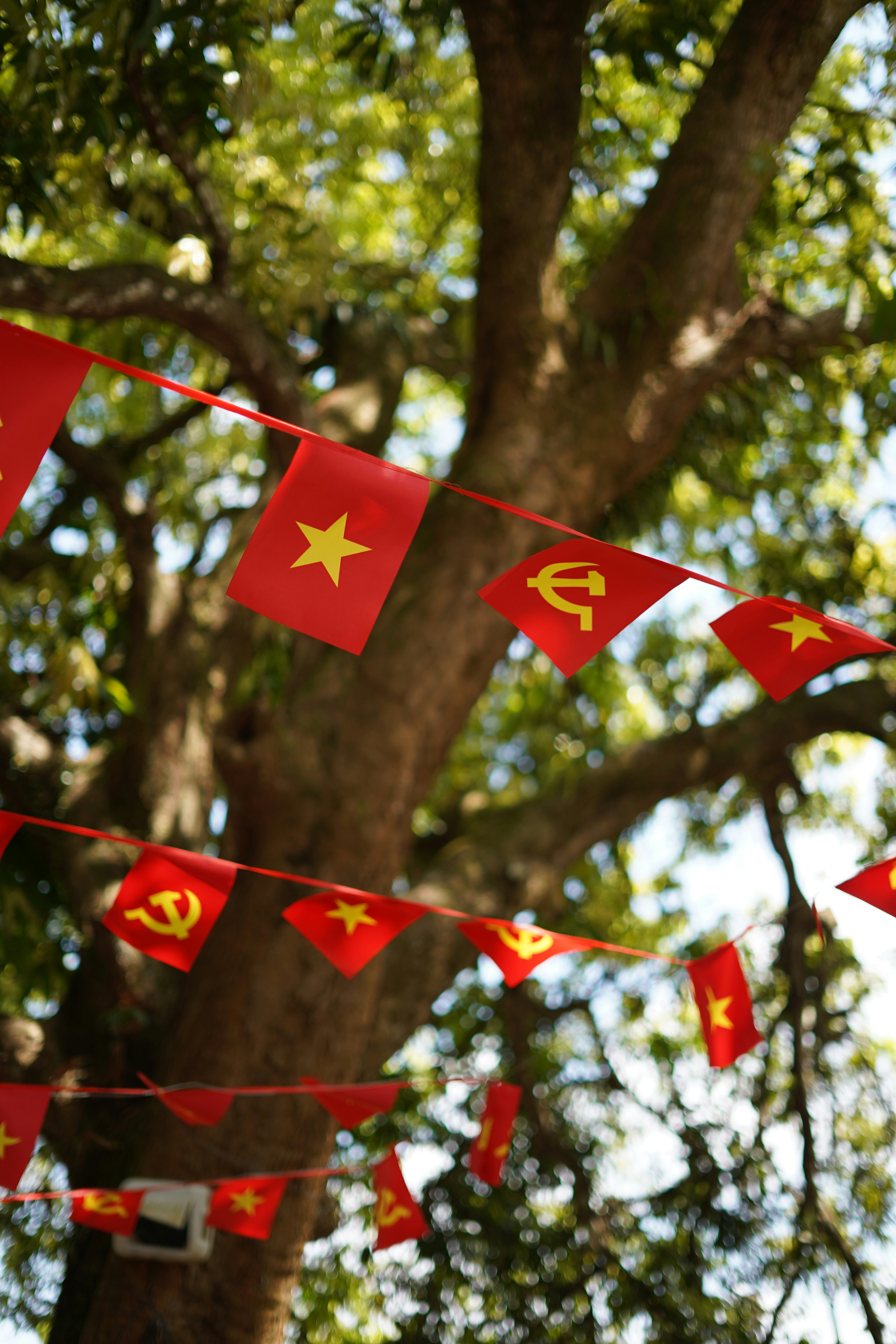 Red Flags in the Canopy: Flags Strung Through a Sunny Branch