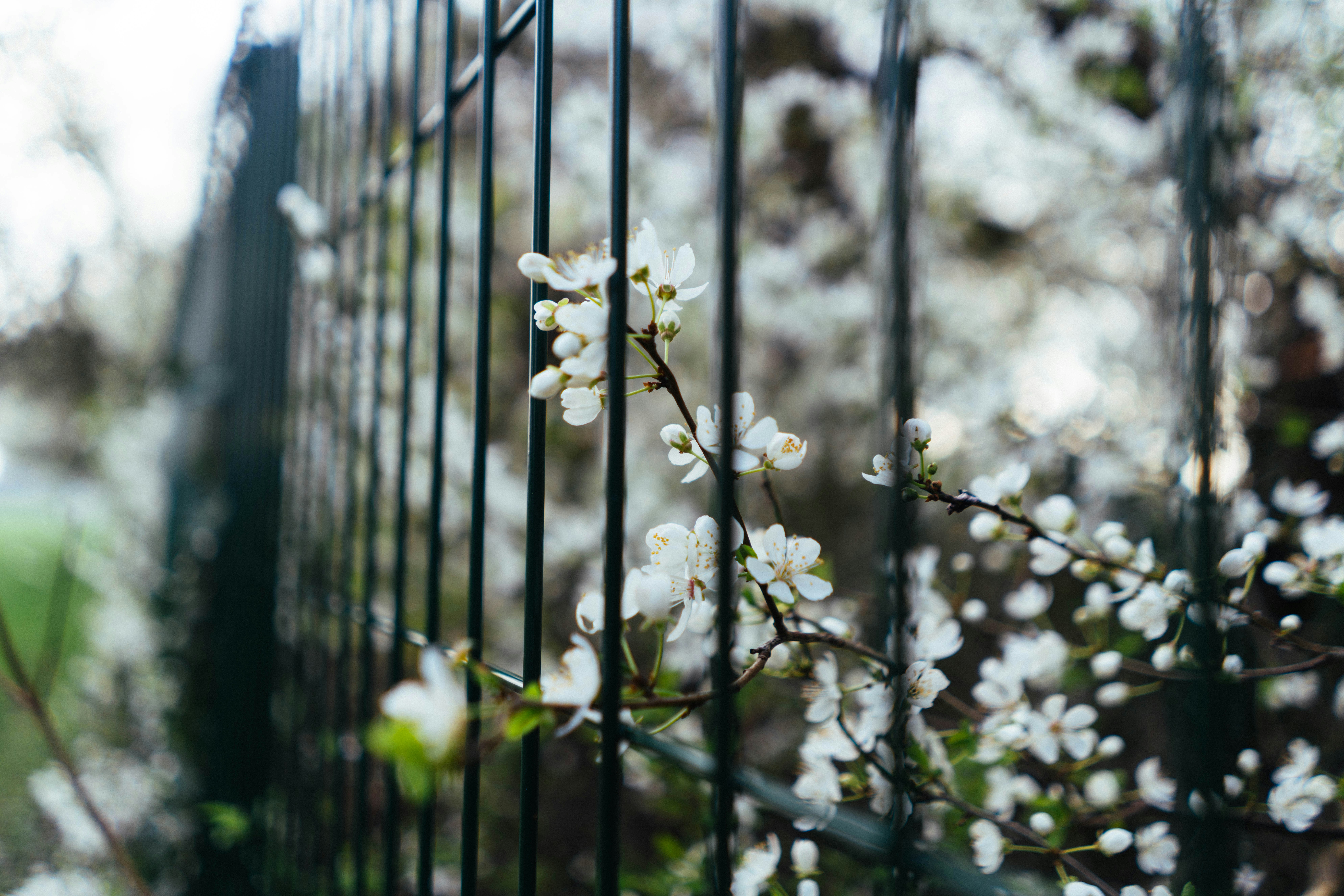 Blossoms Nestled Along a Wrought-Iron Fence