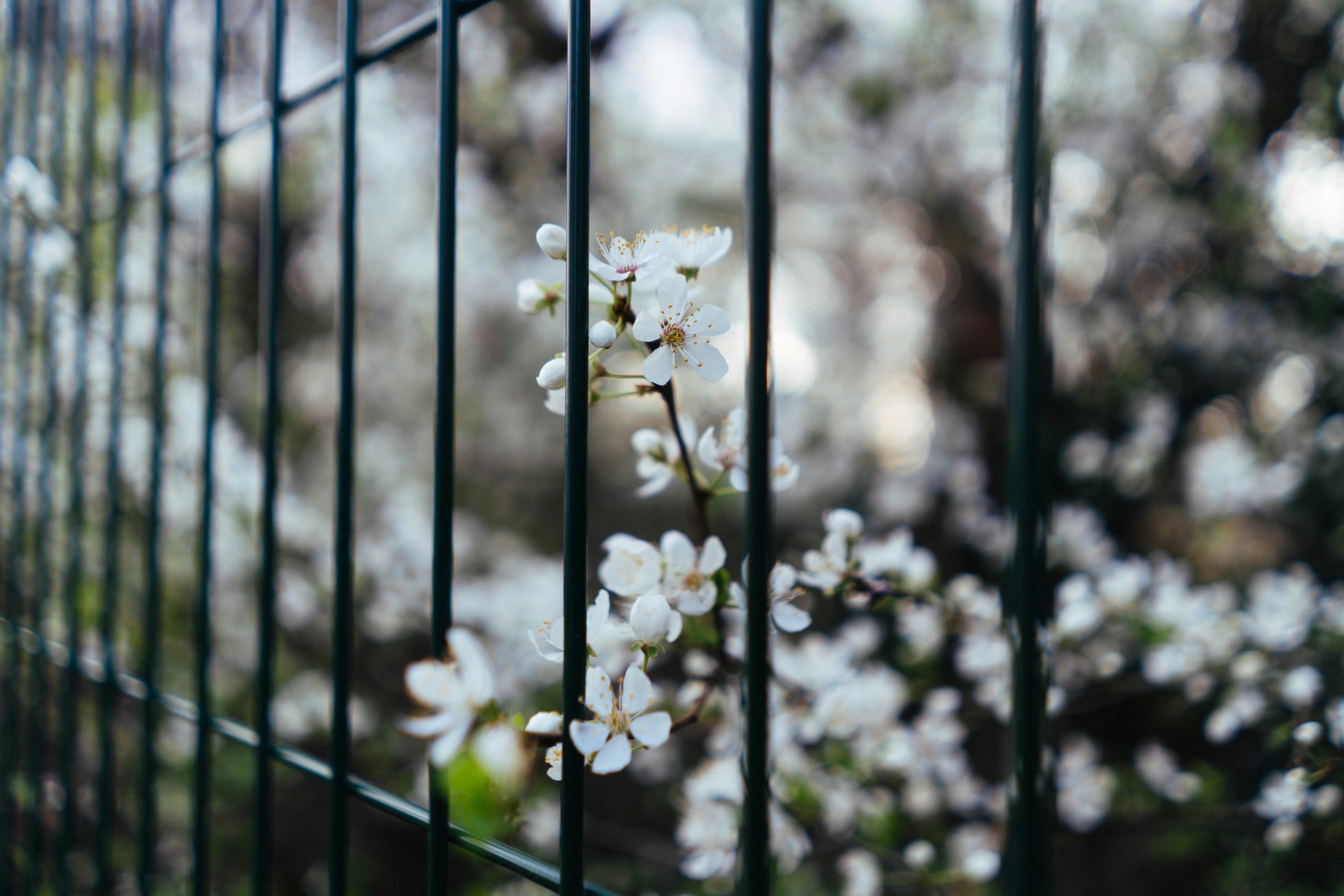 Blossoms in Focus: A Fence of Flowers