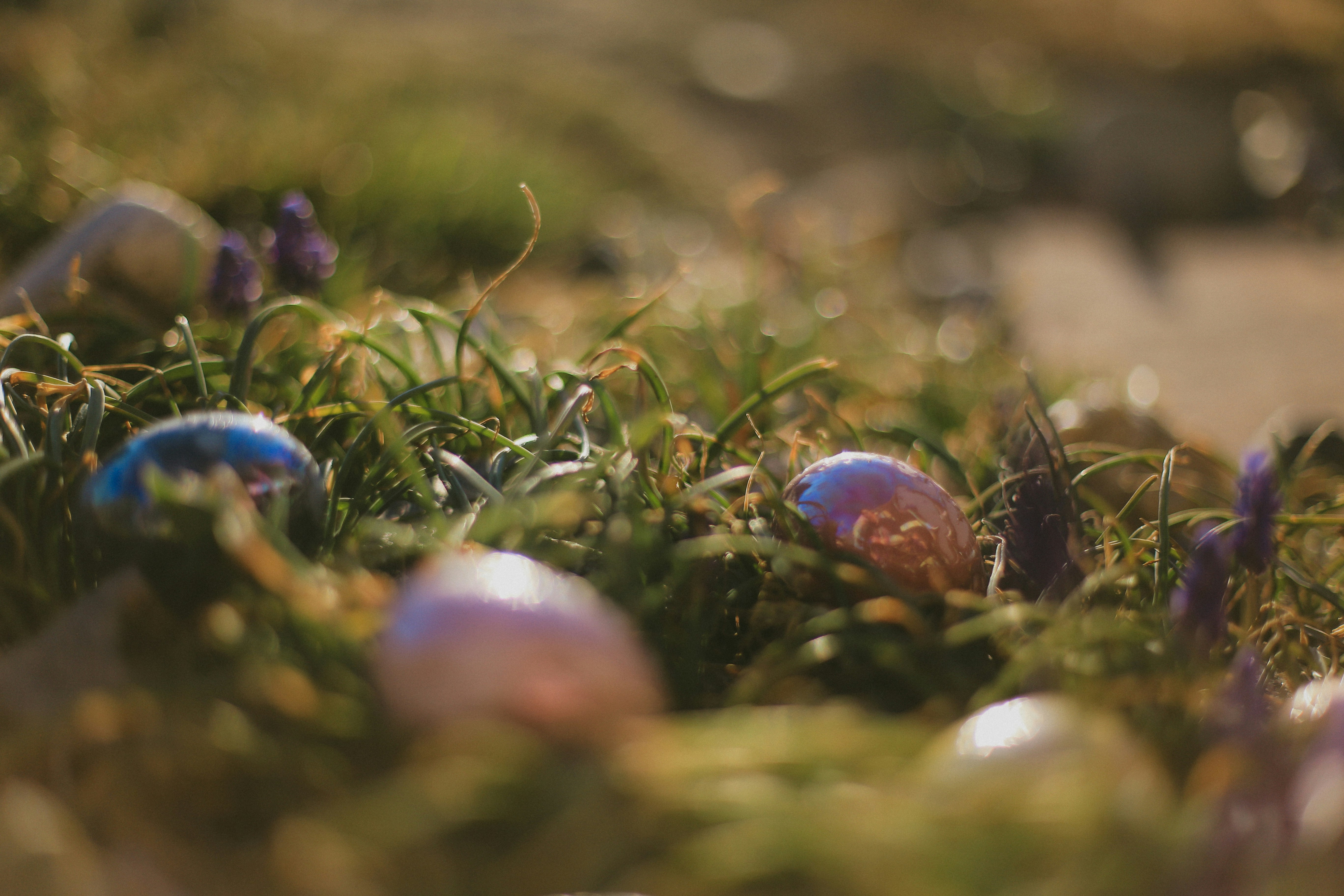 Hidden Gems in the Grass: Emerald Orbs Among Evening Dew
