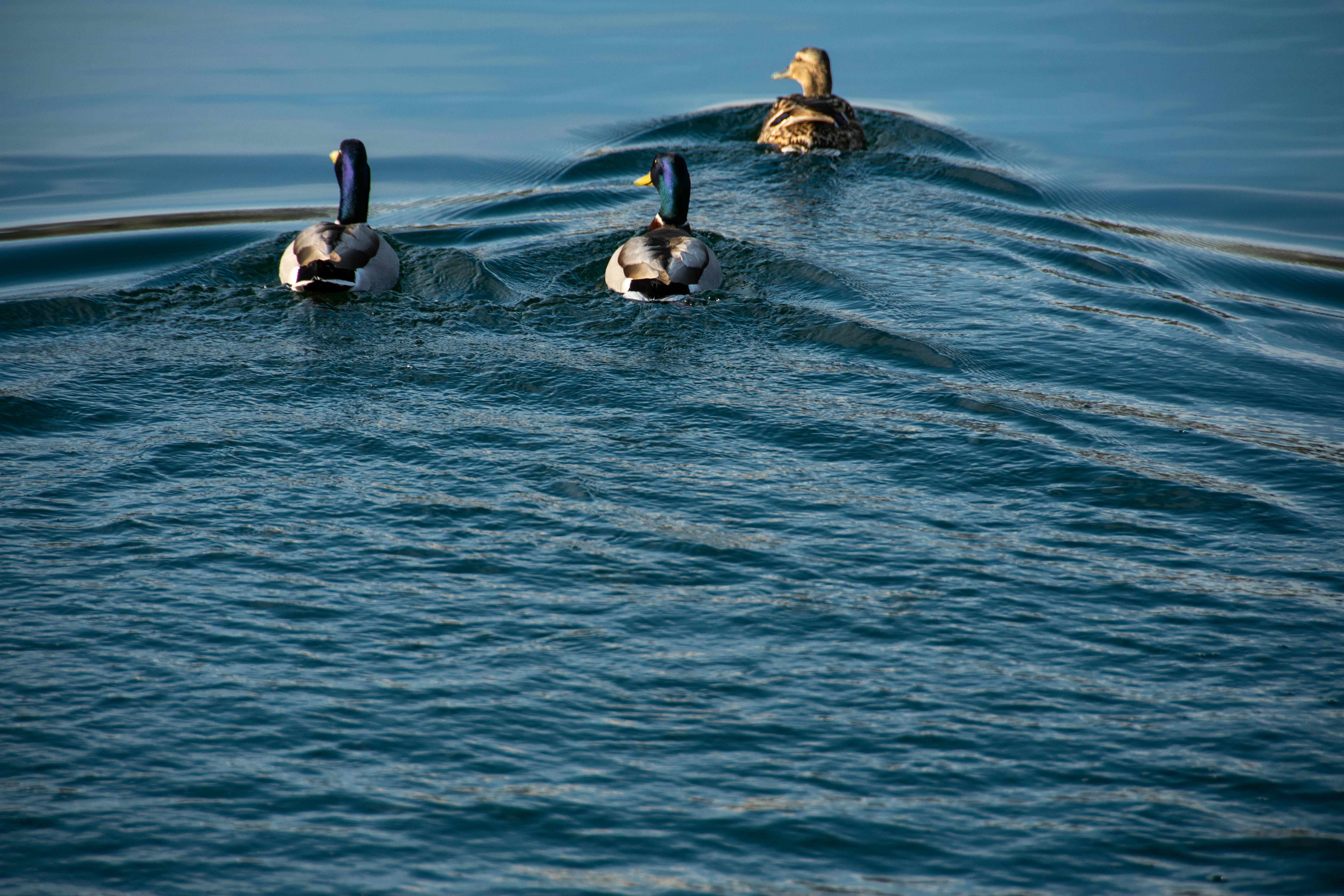 Three Ducks Breaking the Blue Mirage