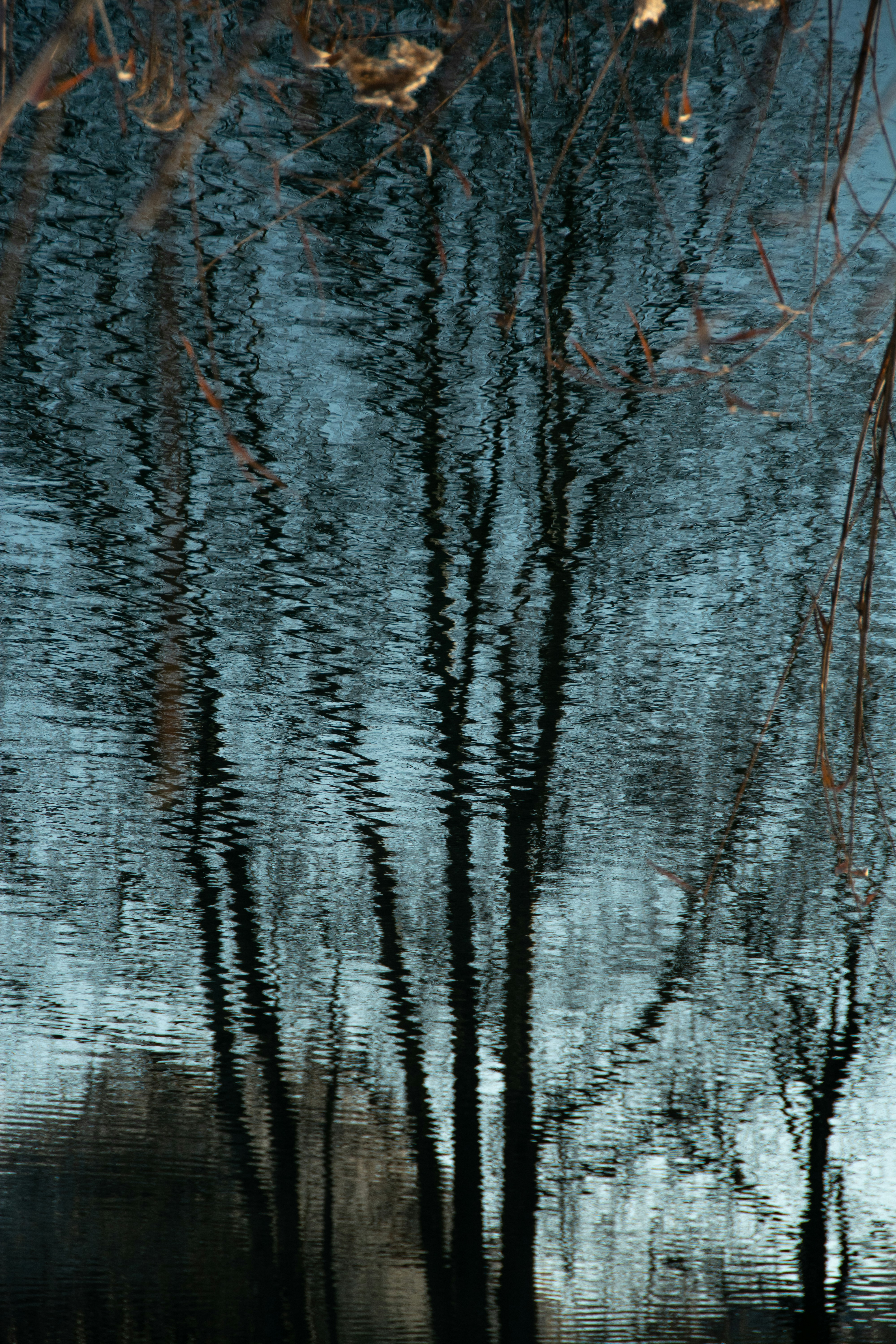 Reflections in a Quiet Willow Embankment