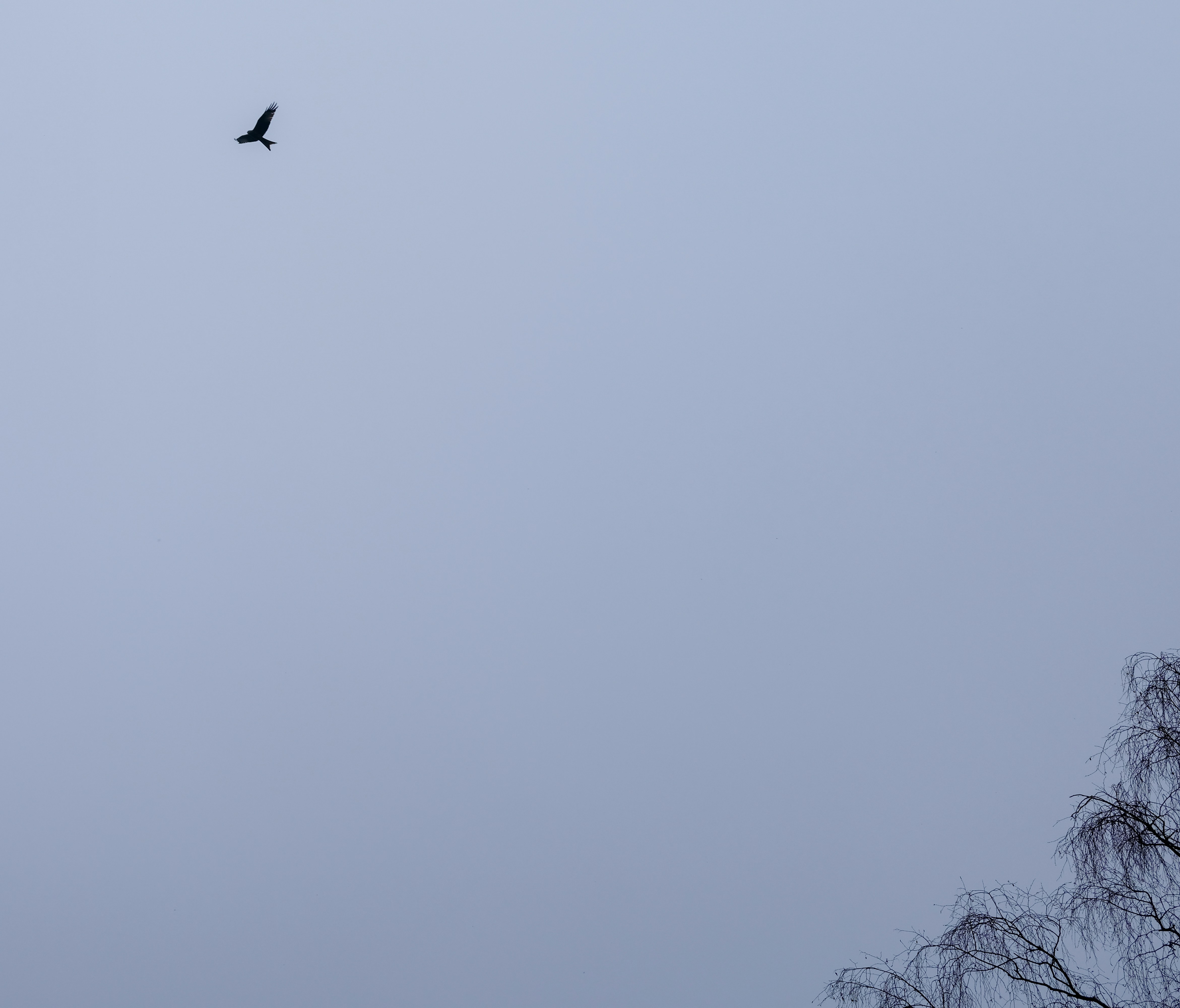 A bird flies in the pale sky above trees.