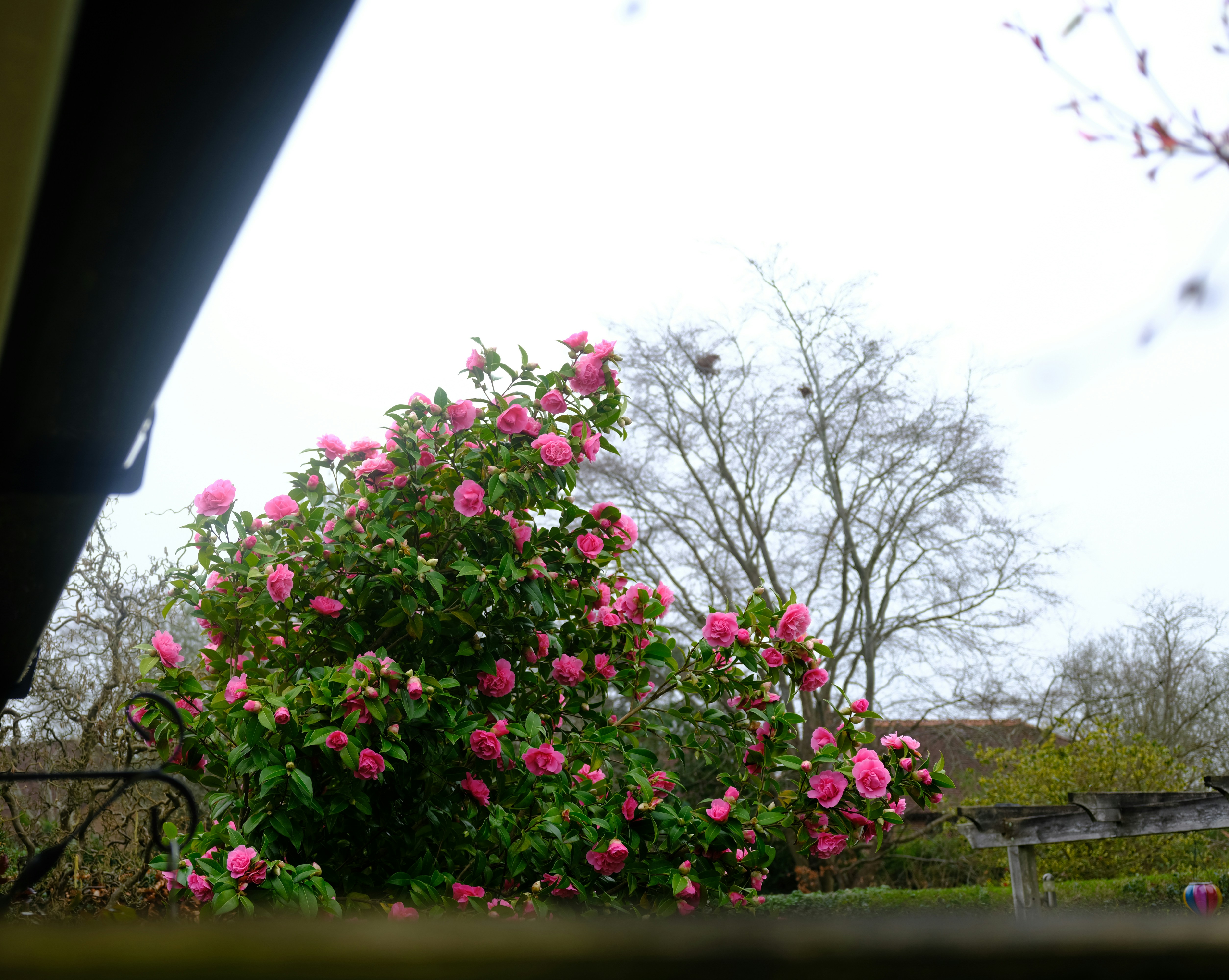 Pink Rose Bloomers in a Quiet Garden