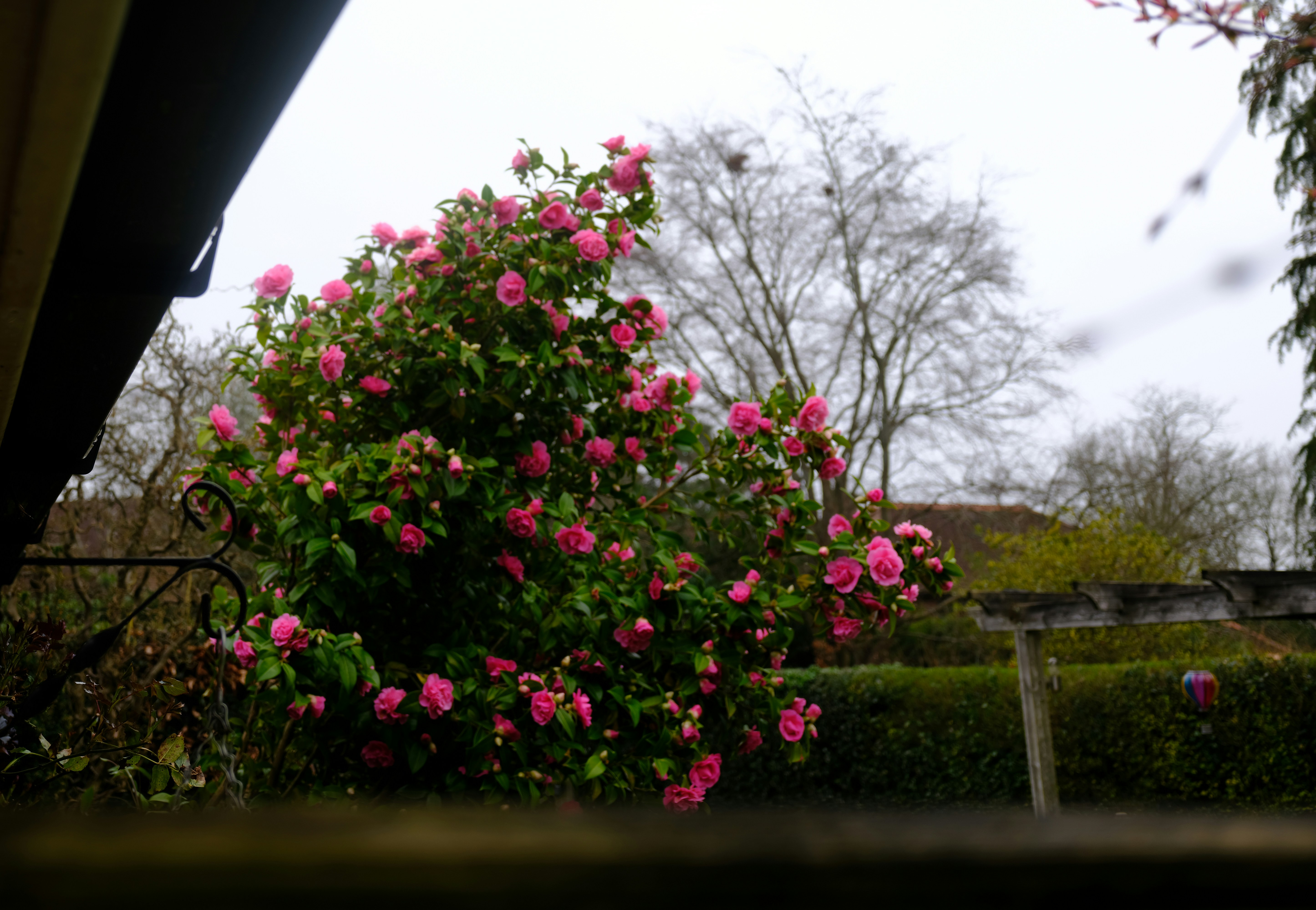 Pink Rose Bust in a Quiet Backyard Border