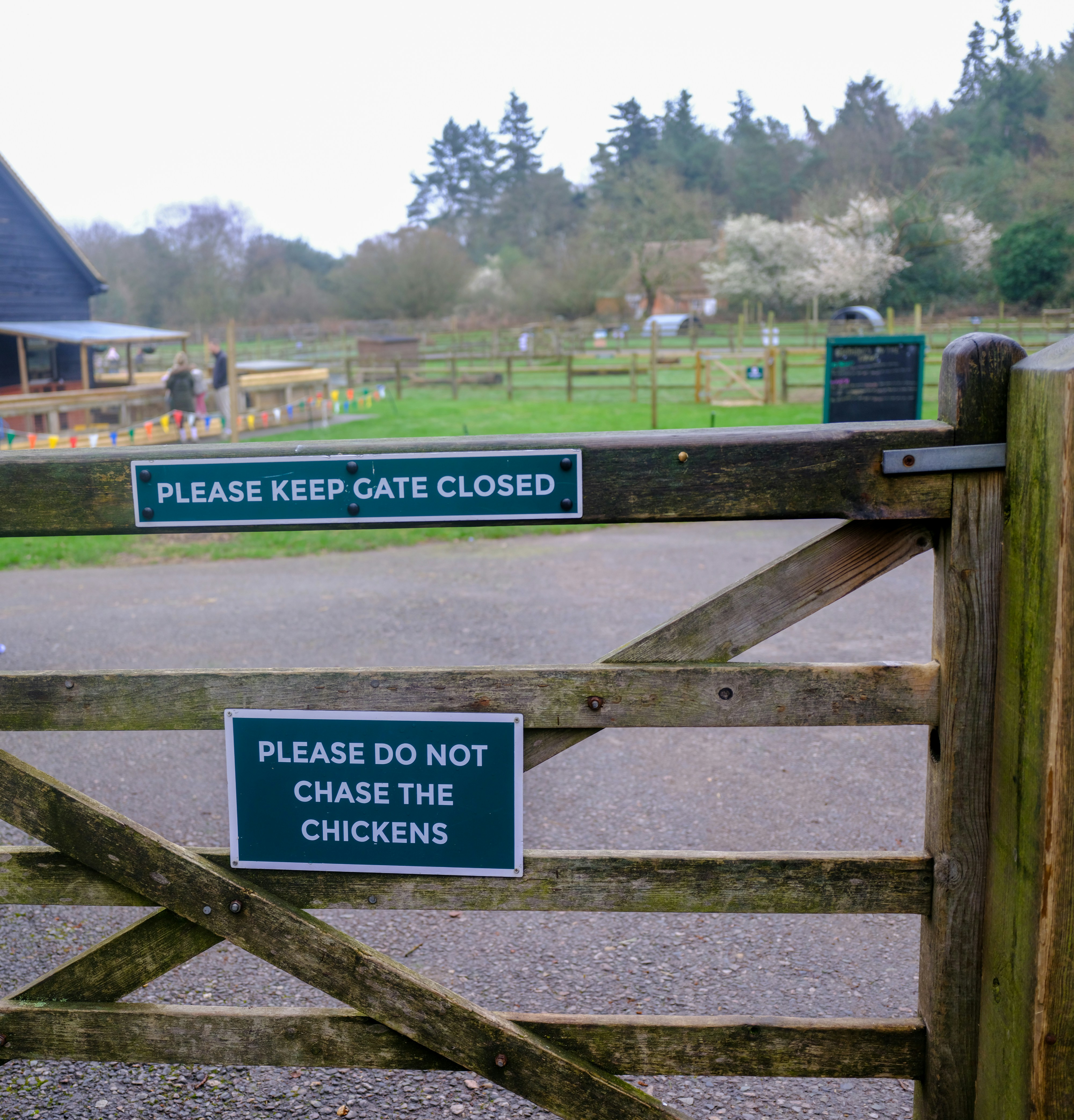  Gatekeeper at the Farmyard: A Quiet Moment Beyond the Fence