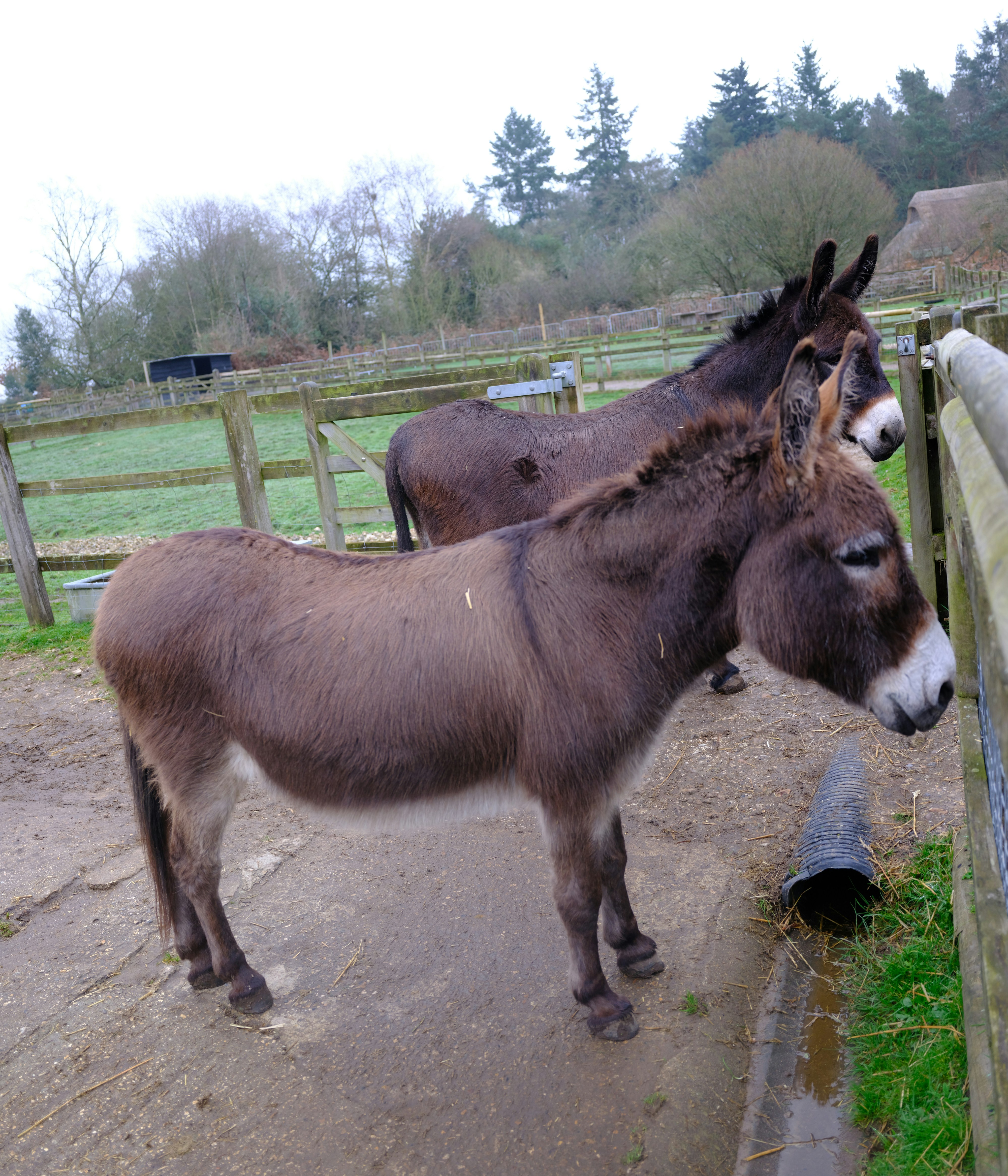 Donkey at the Stable Gate: Quiet Portrait in a Farmyard