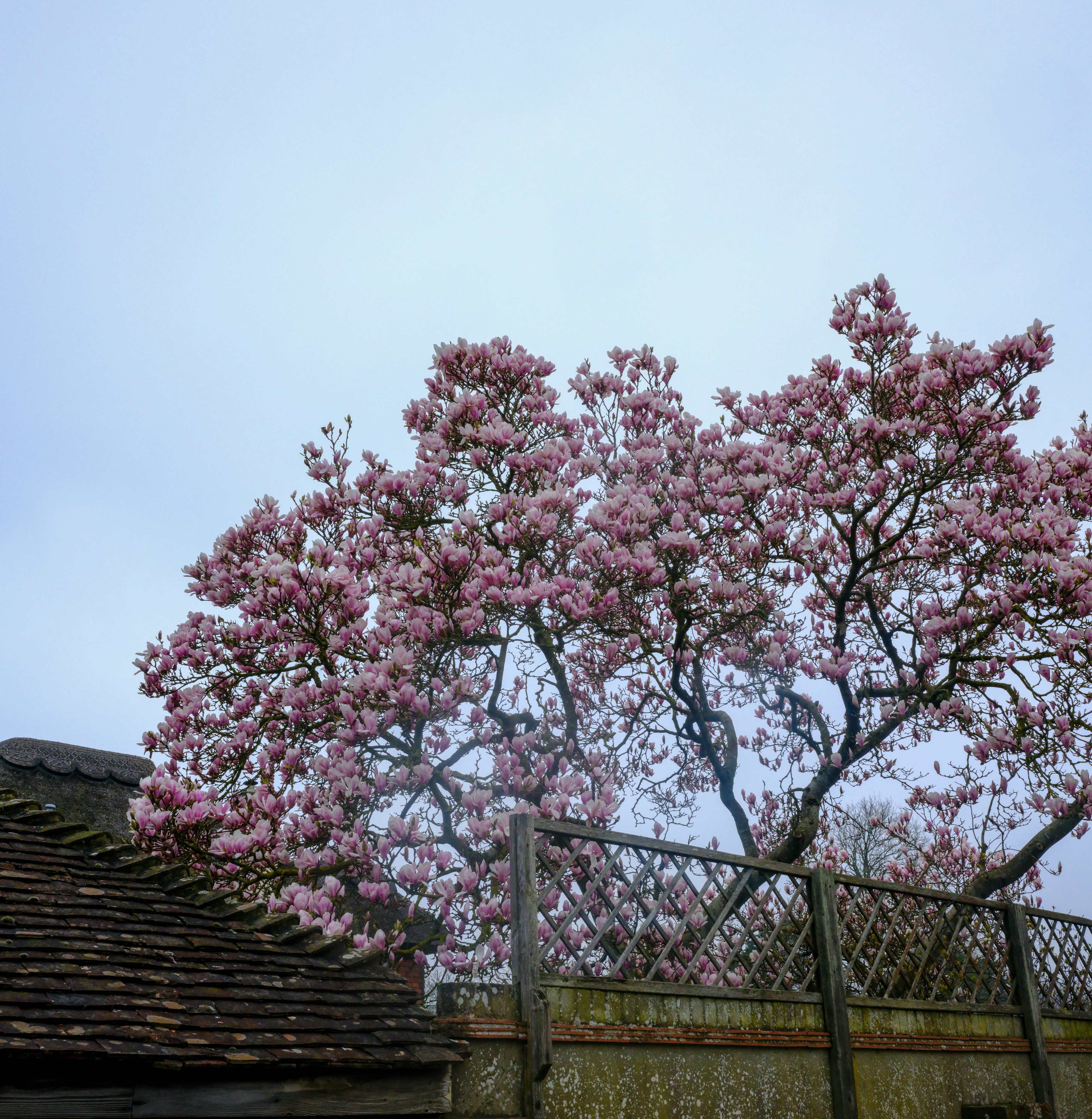 Blossoms Over the Wall