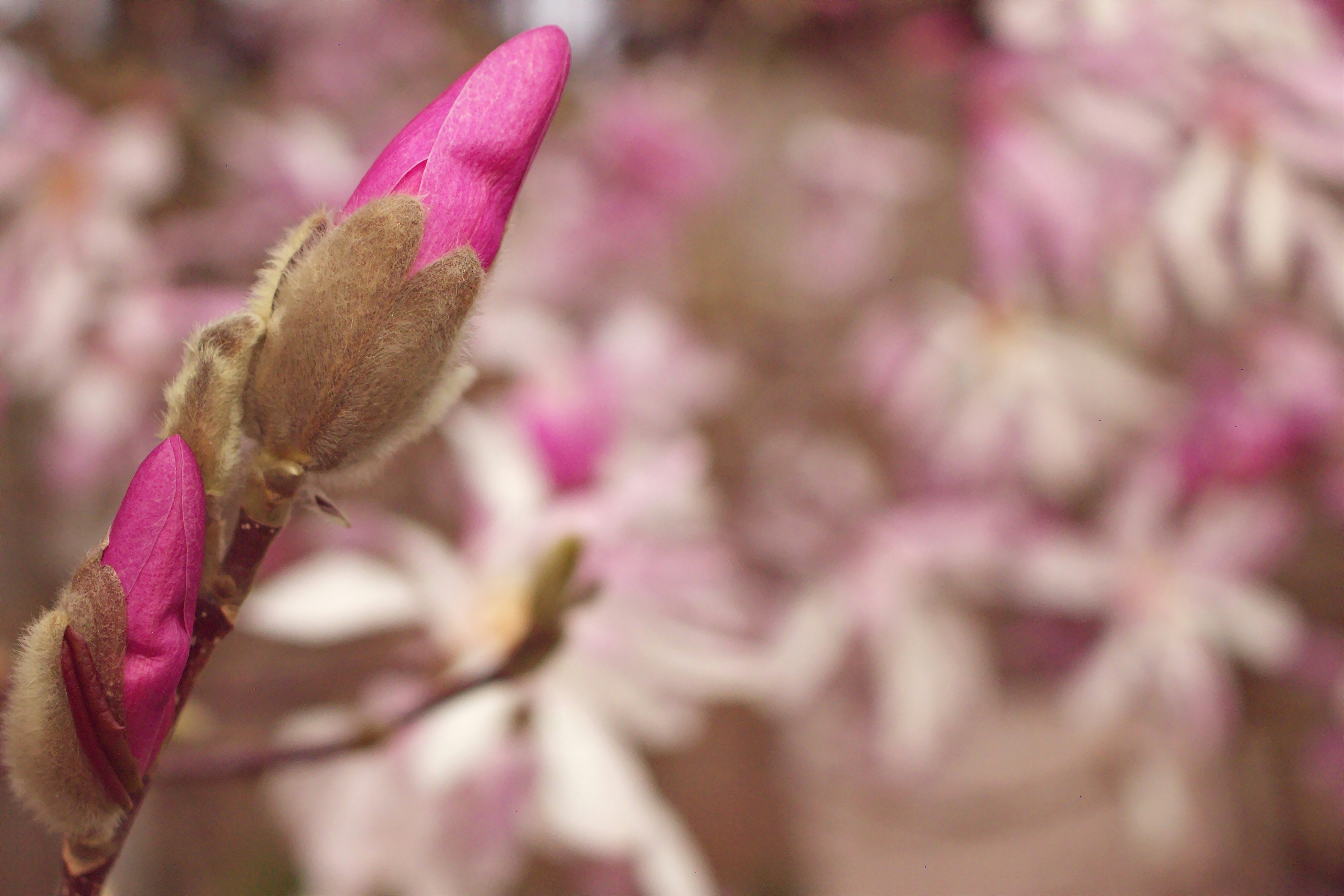 Blossom in Focus: A Tender Keel of New Pink Buds