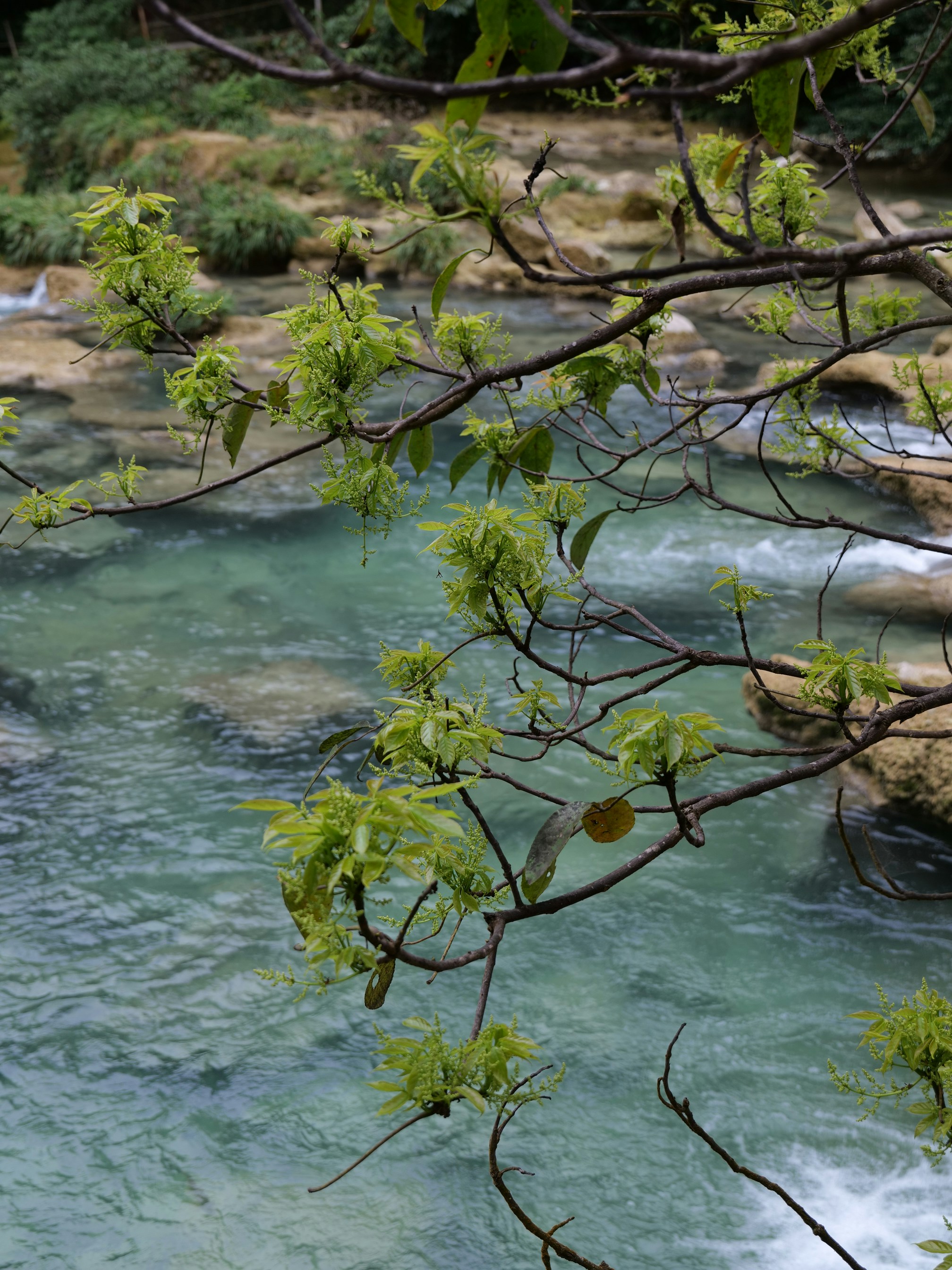 Verdant Scrim Over Turquoise Rapids