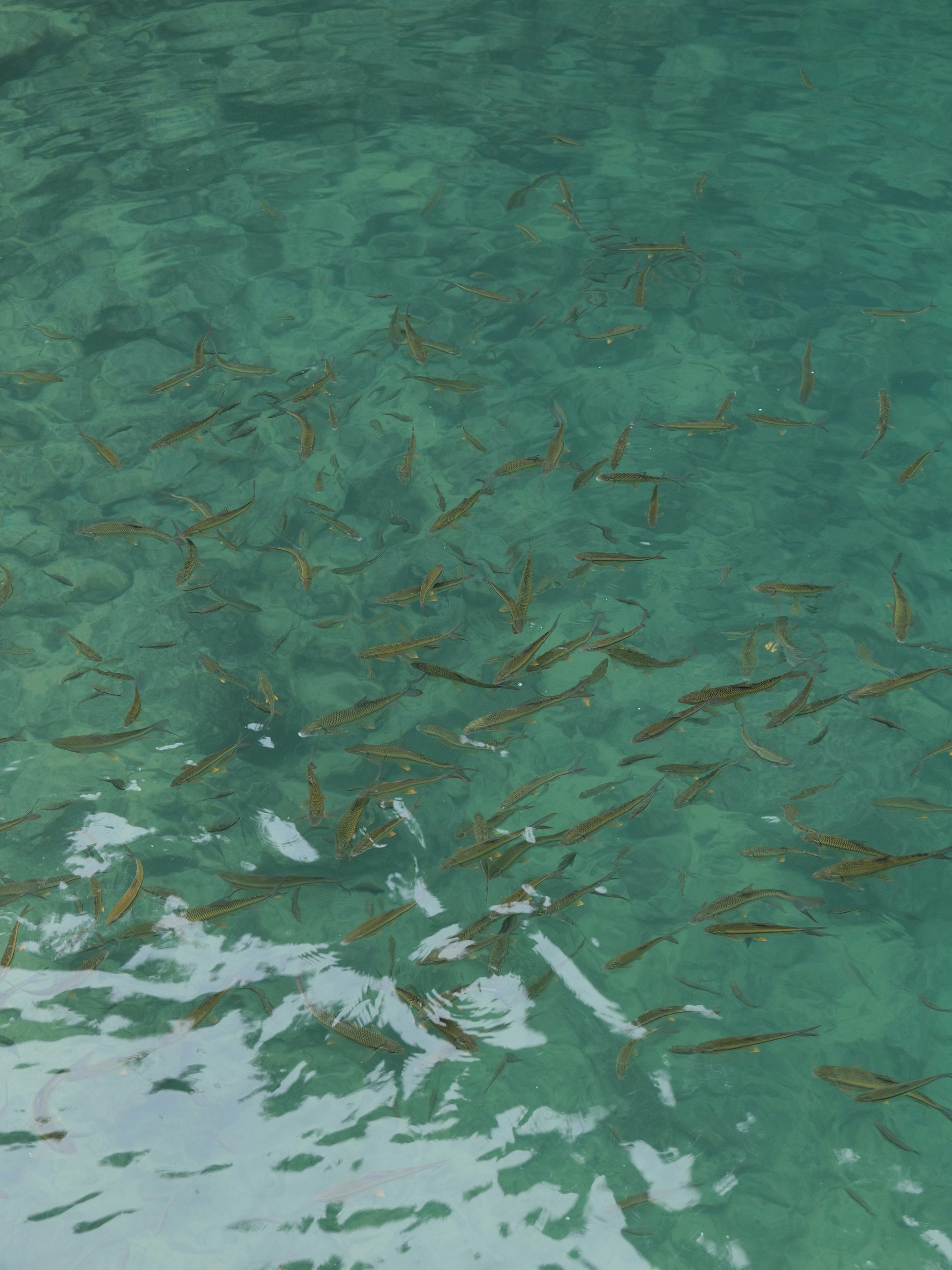 School of teal-green currents: underwater corridor of swaying fish