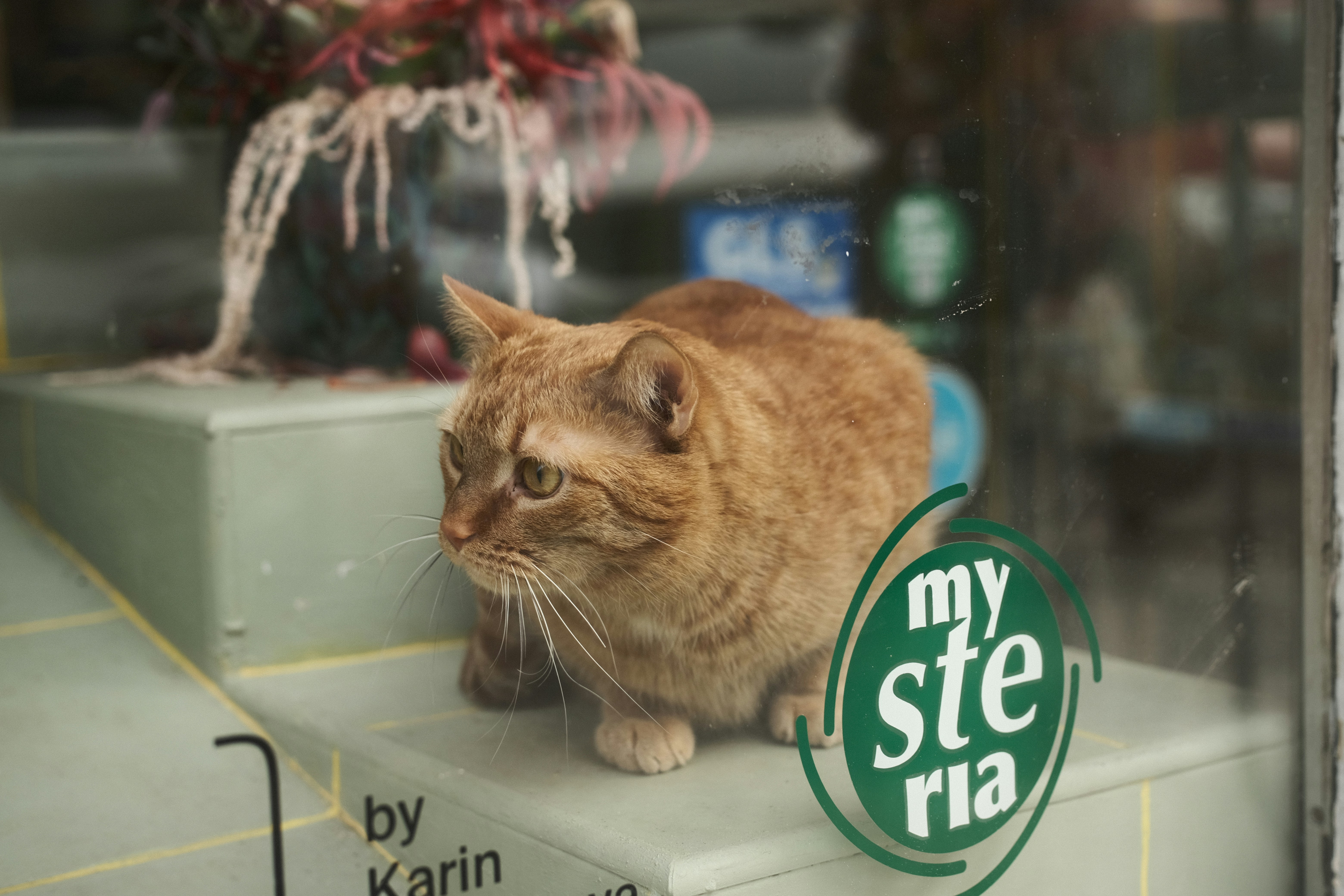 Awaiting the Glass Door Whisper: A Ginger Cat in a Shopfront