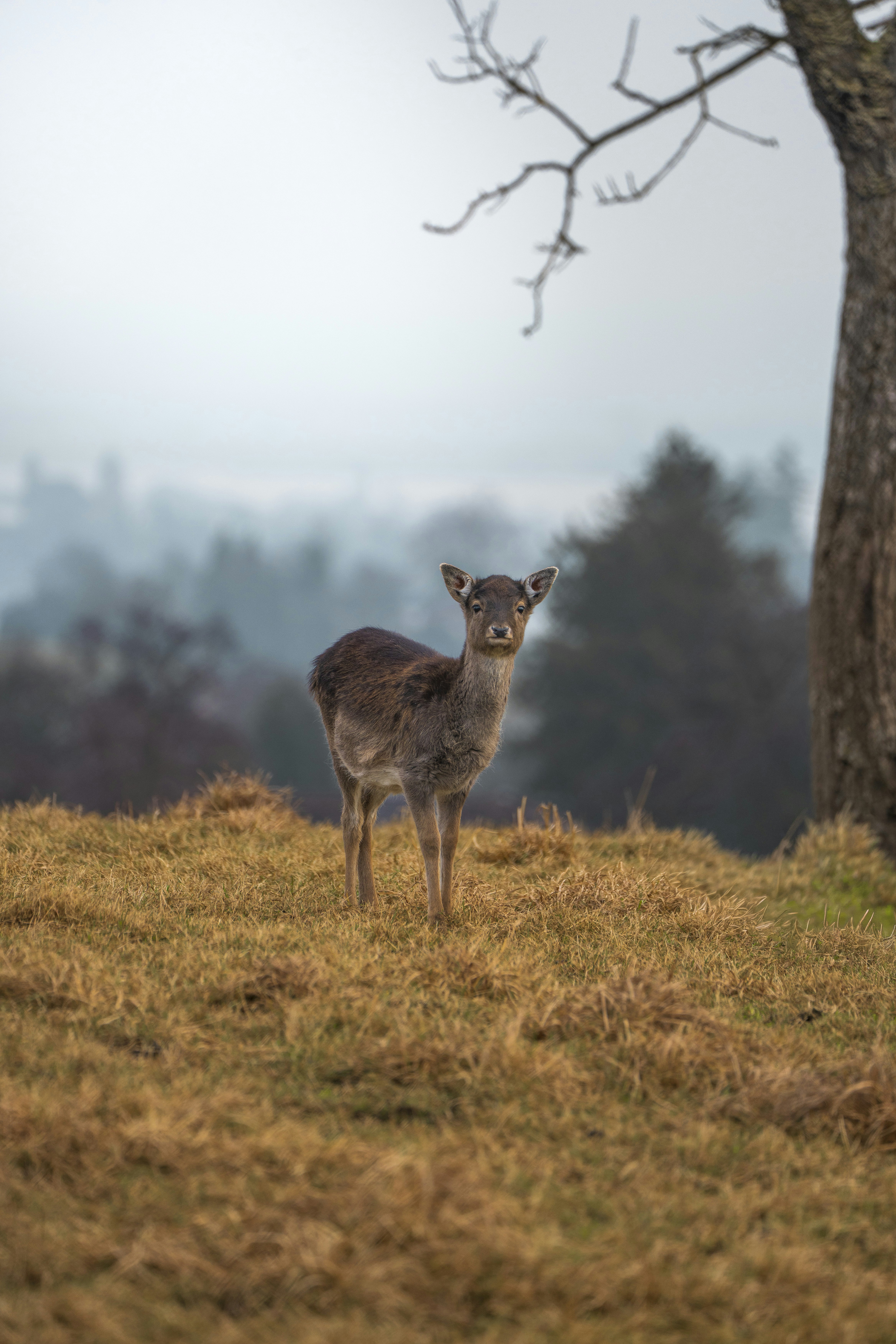 Quiet Watcher on the Hill: A Roe Deer Glance Over Distant Pines