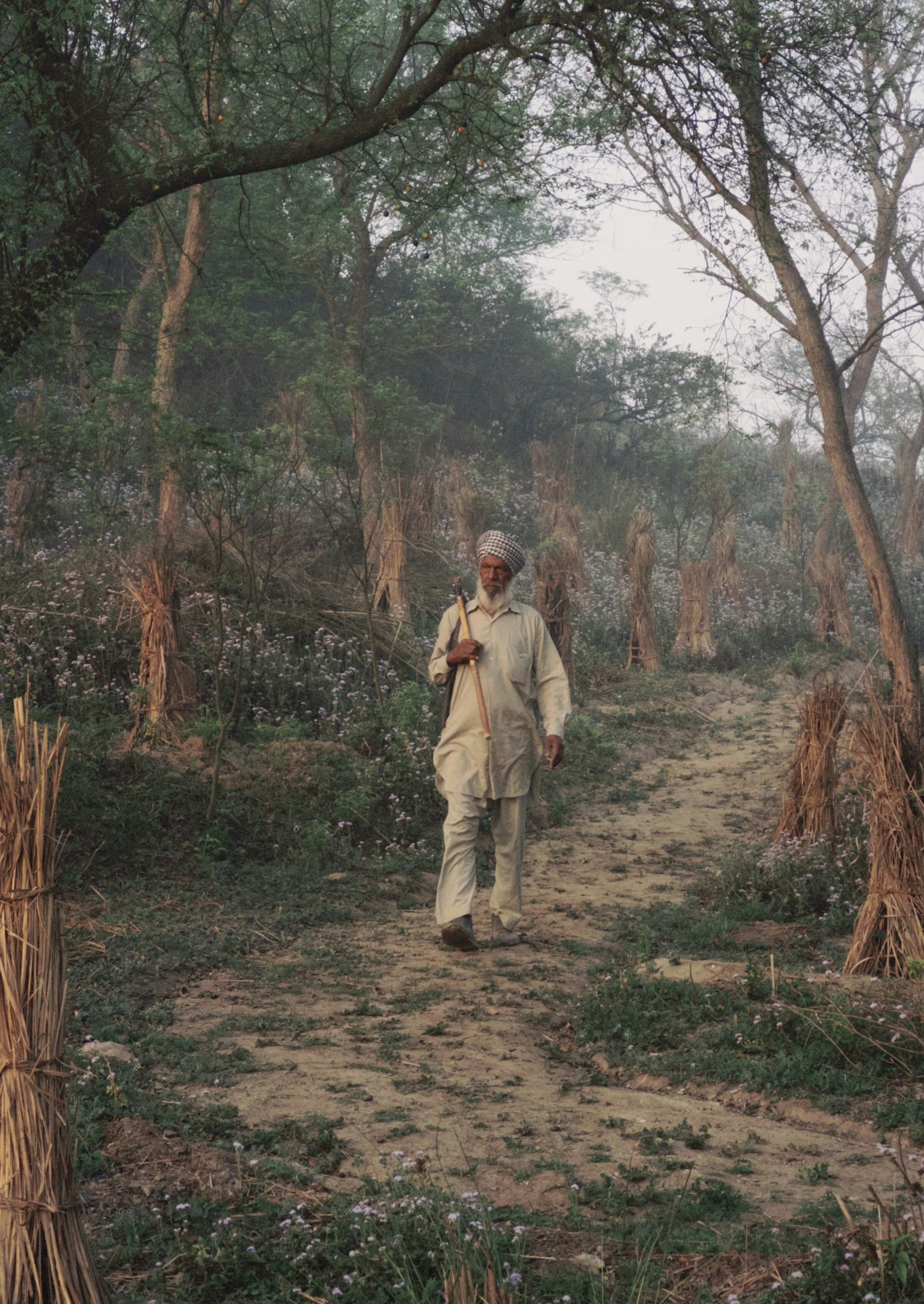 Dusty Path to Wisdom: A Shepherd Walks Through a Flowered Corridor