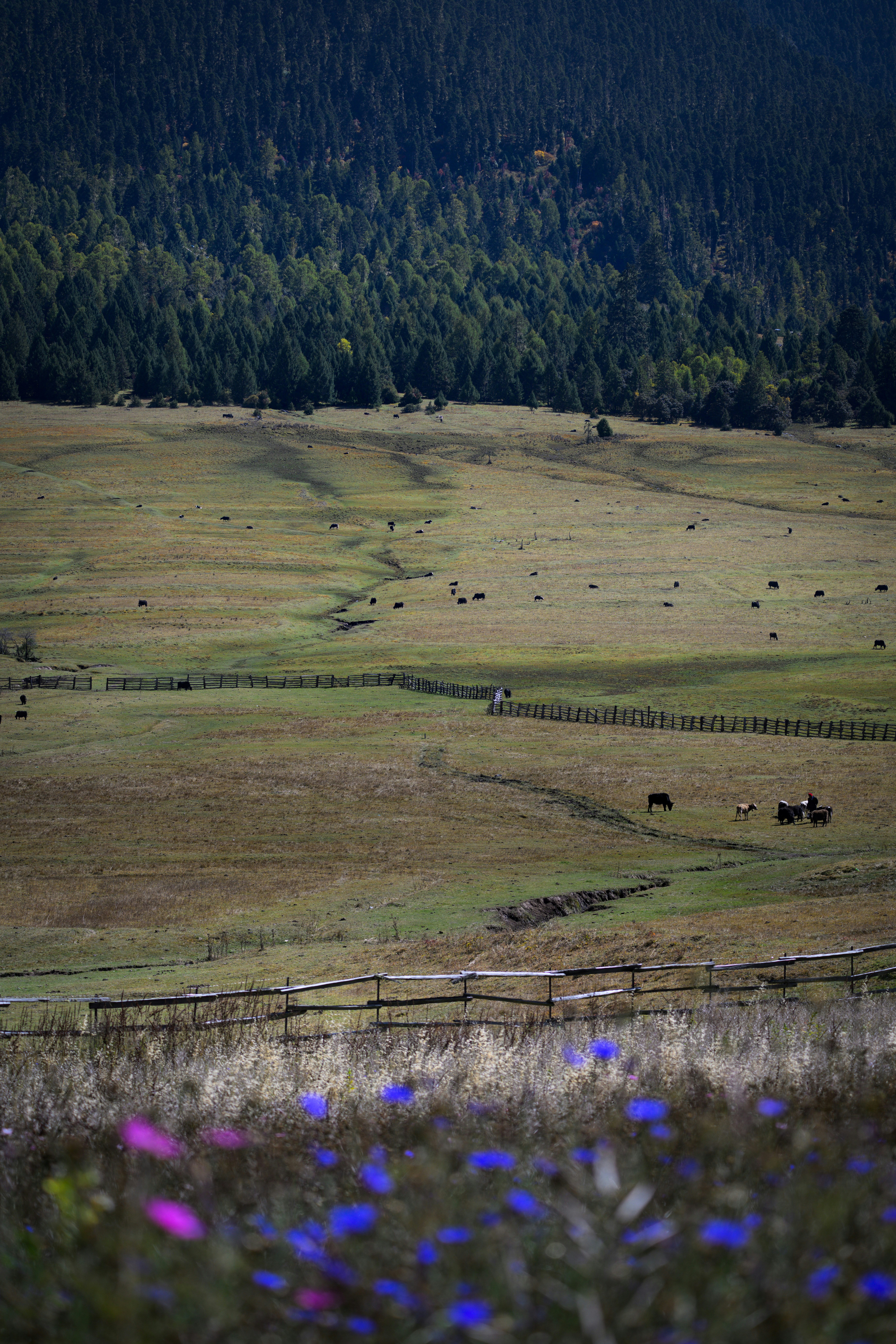 Pasture Lines under a Quiet Forest Rim