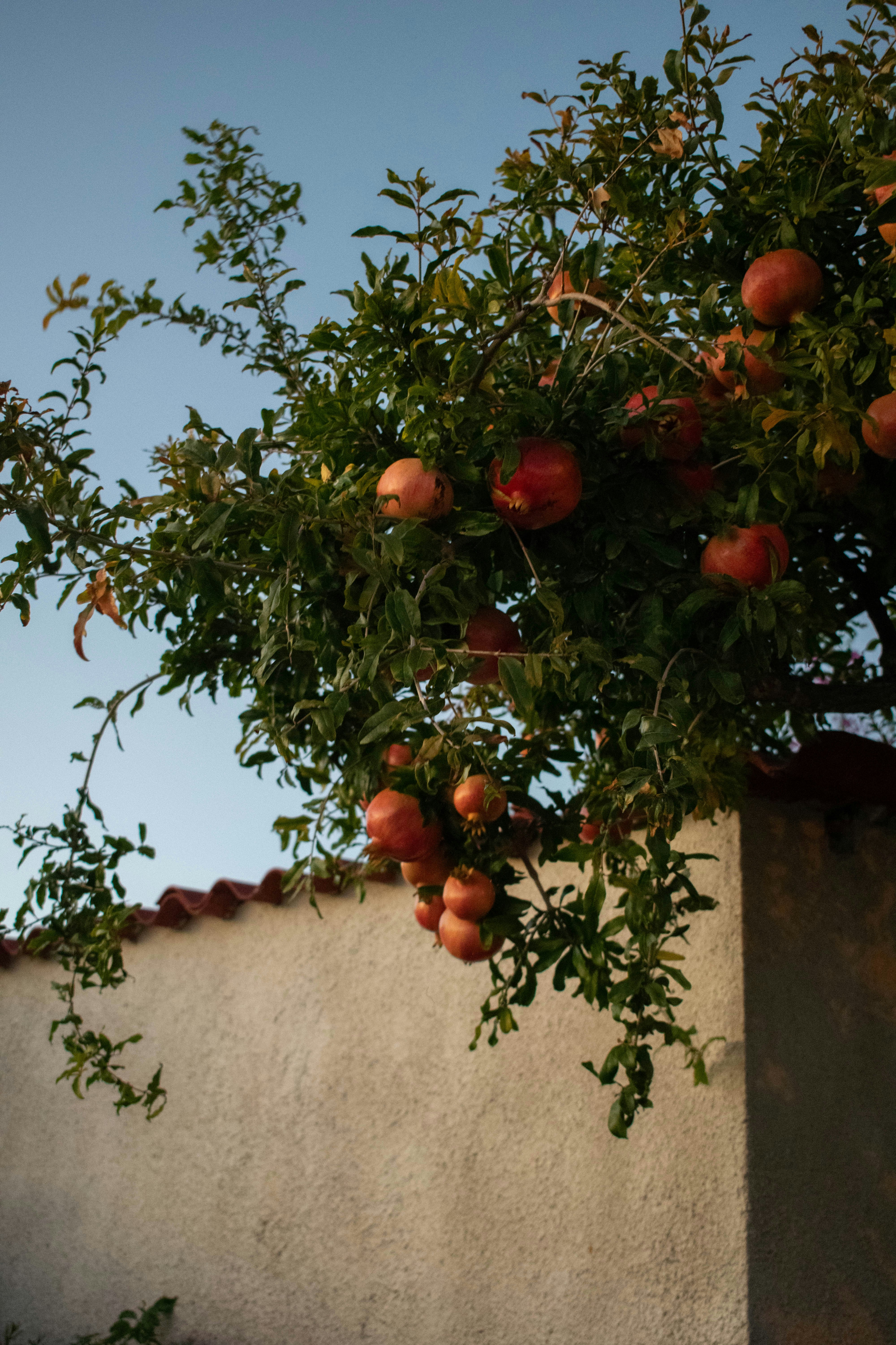 Fruit-Laden Branch Over a Quiet Wall
