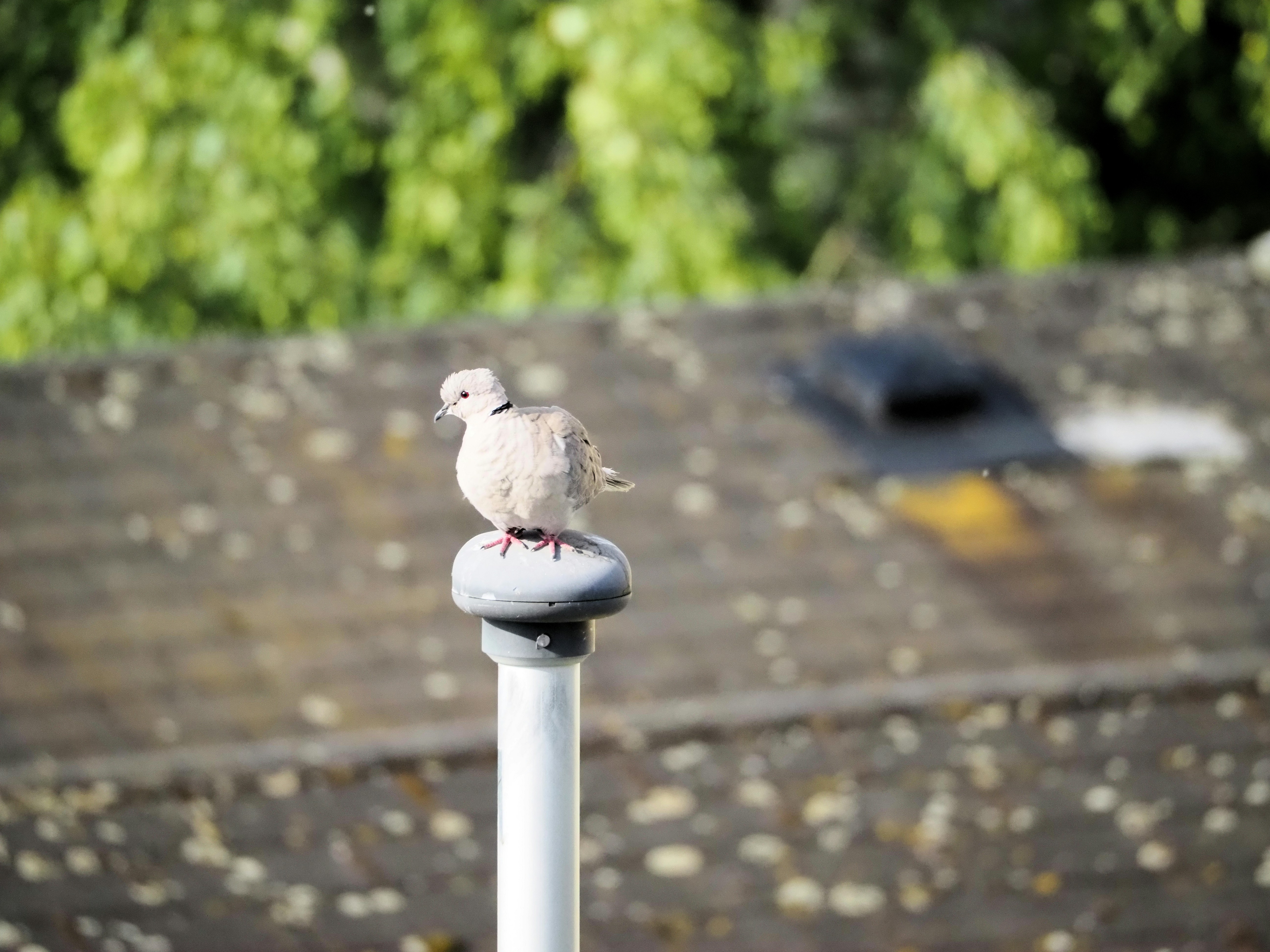 Perch of Silence: Pigeon on a Rooftop Crown