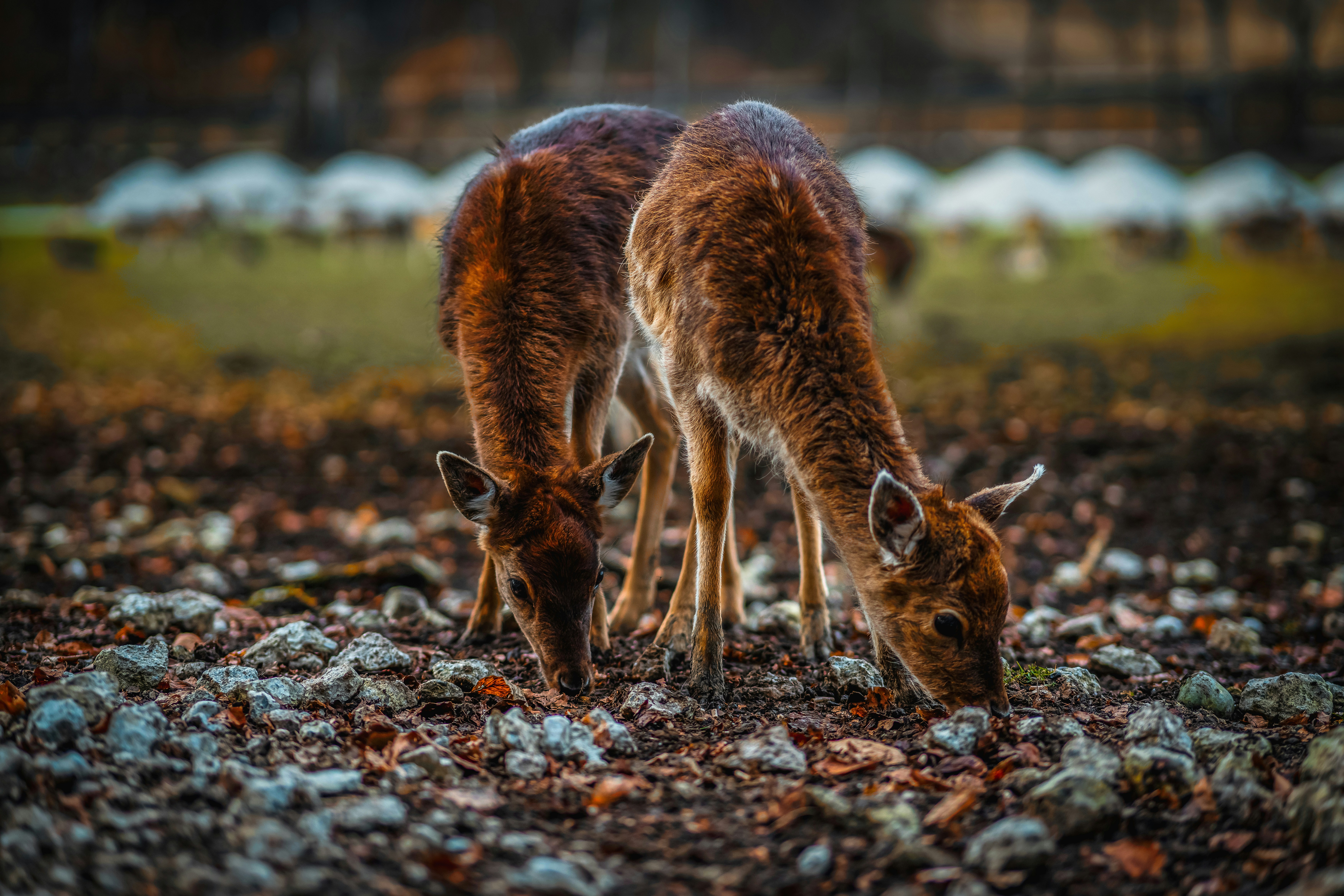 Grazing Duo: Quiet Focus on a Farmland Moment
