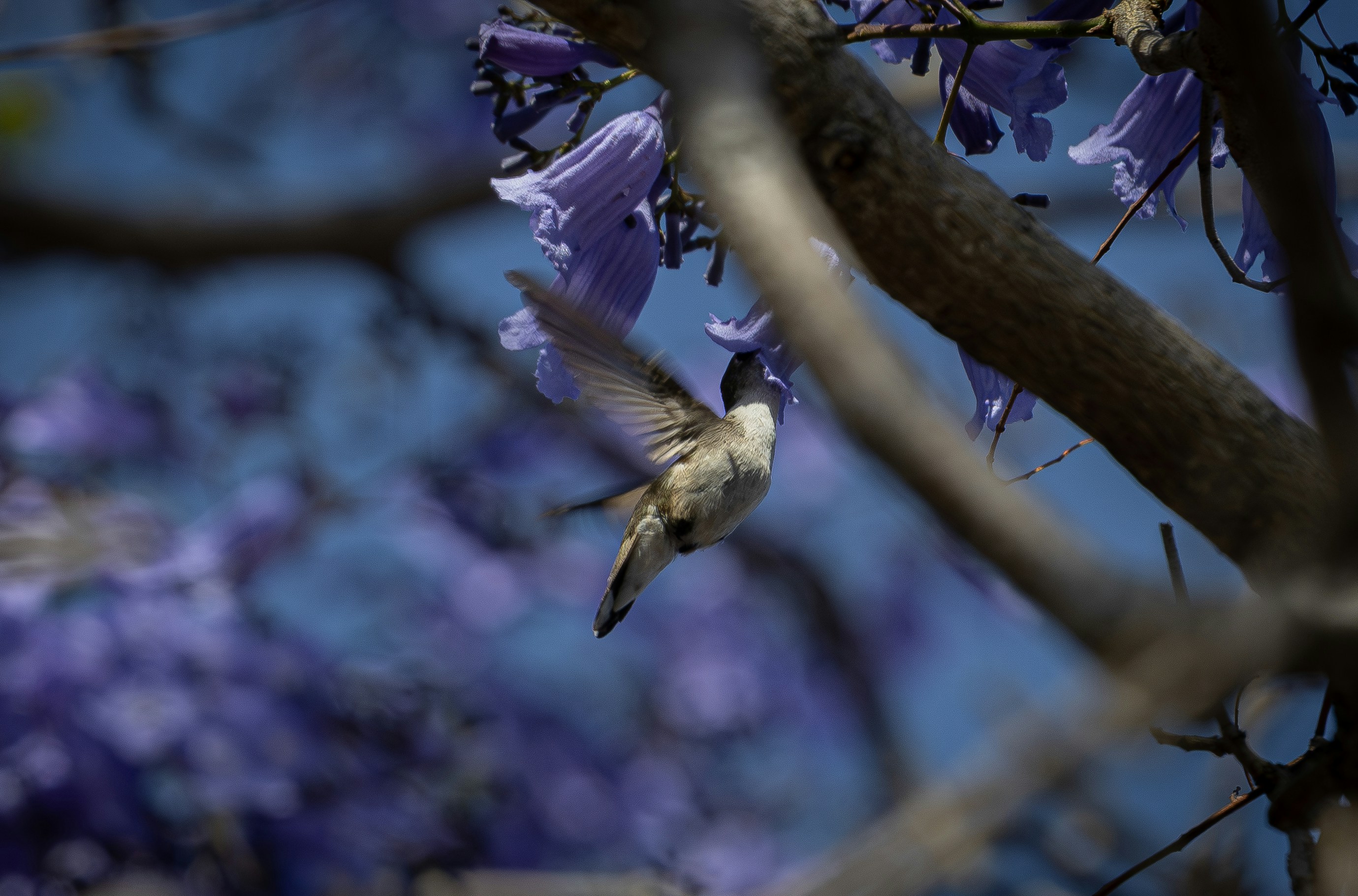 Hummingbird in Flight Amid Purple Wisteria