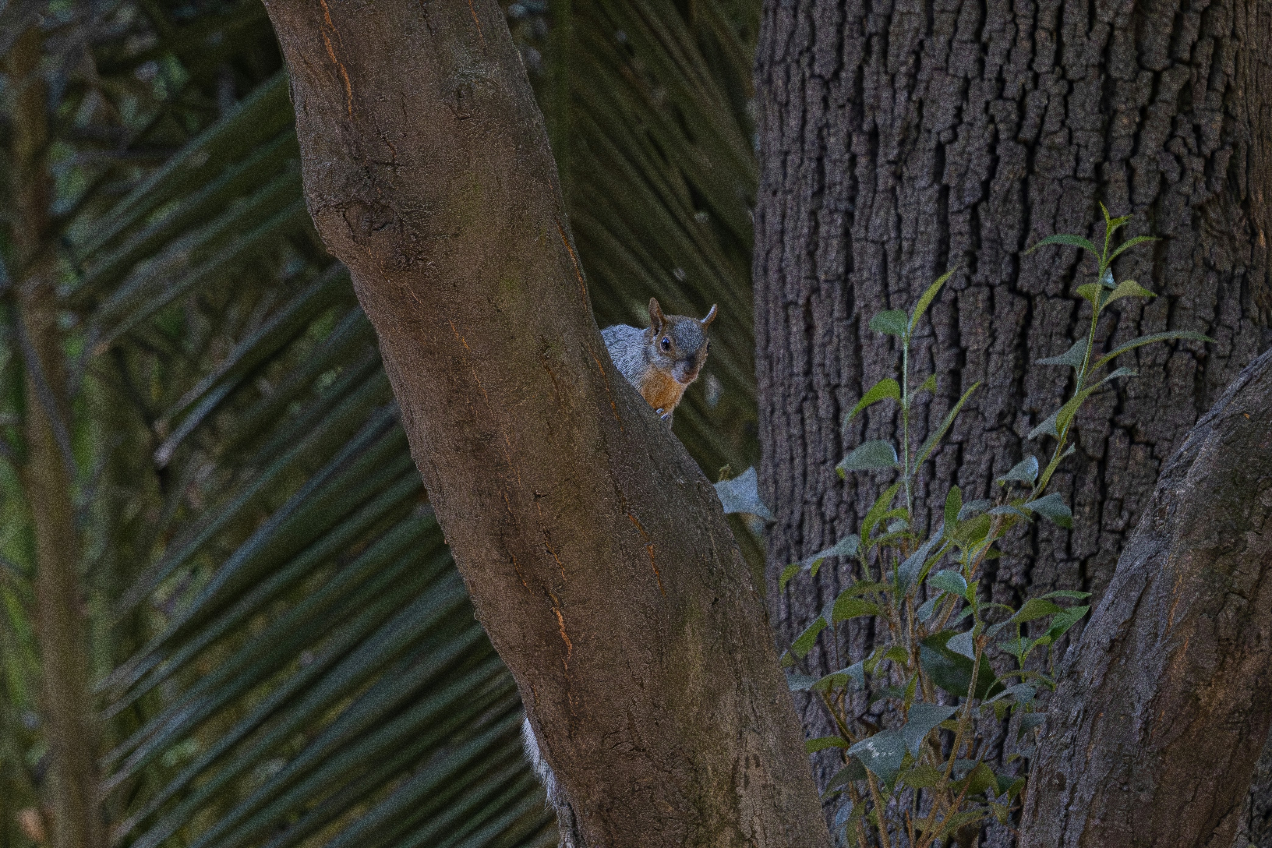 Hidden Squirrel Peer: A Forest Watcher Peeks Around the Trunk