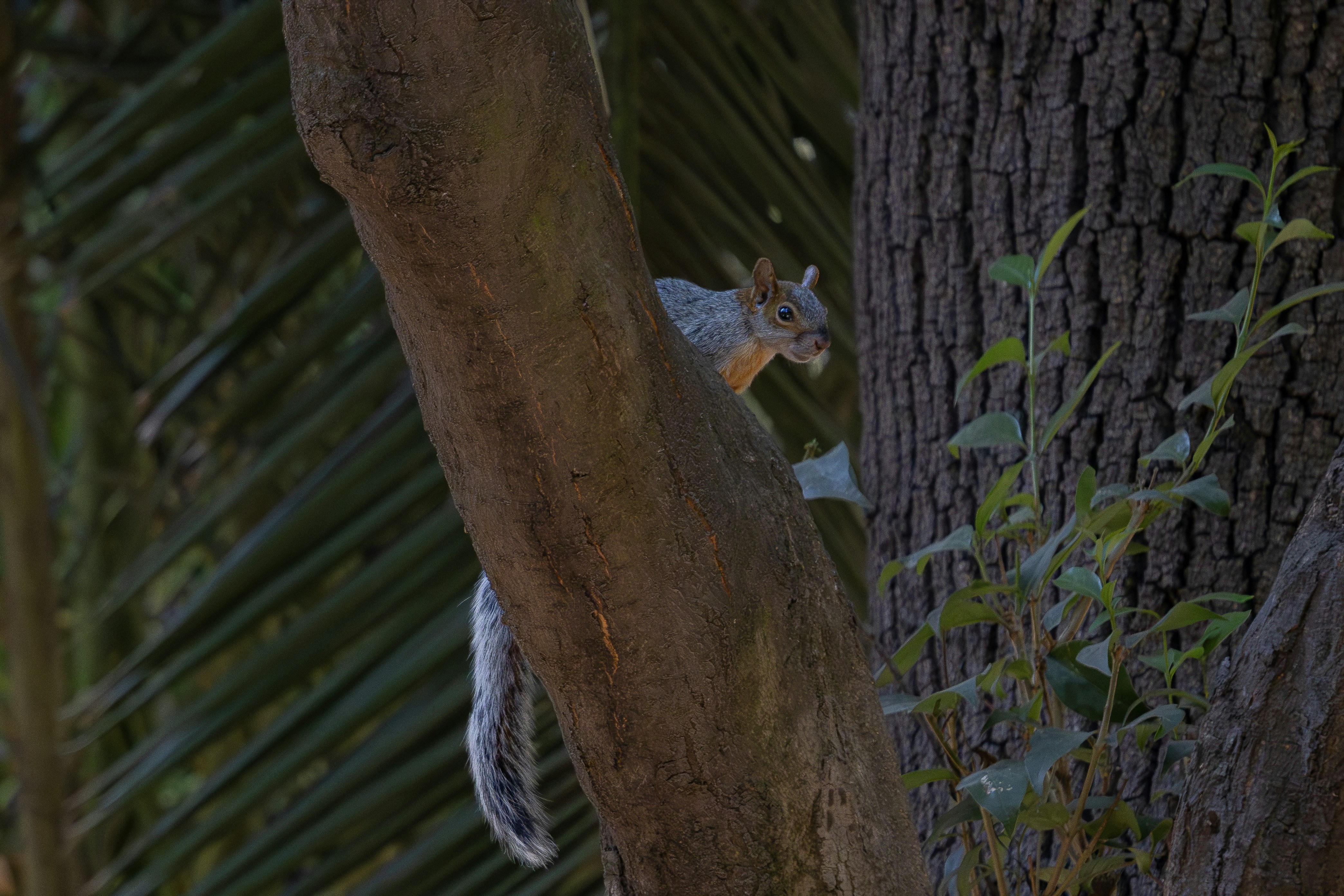 The Squirrel's Peek: A Quiet Moment Behind the Trunk