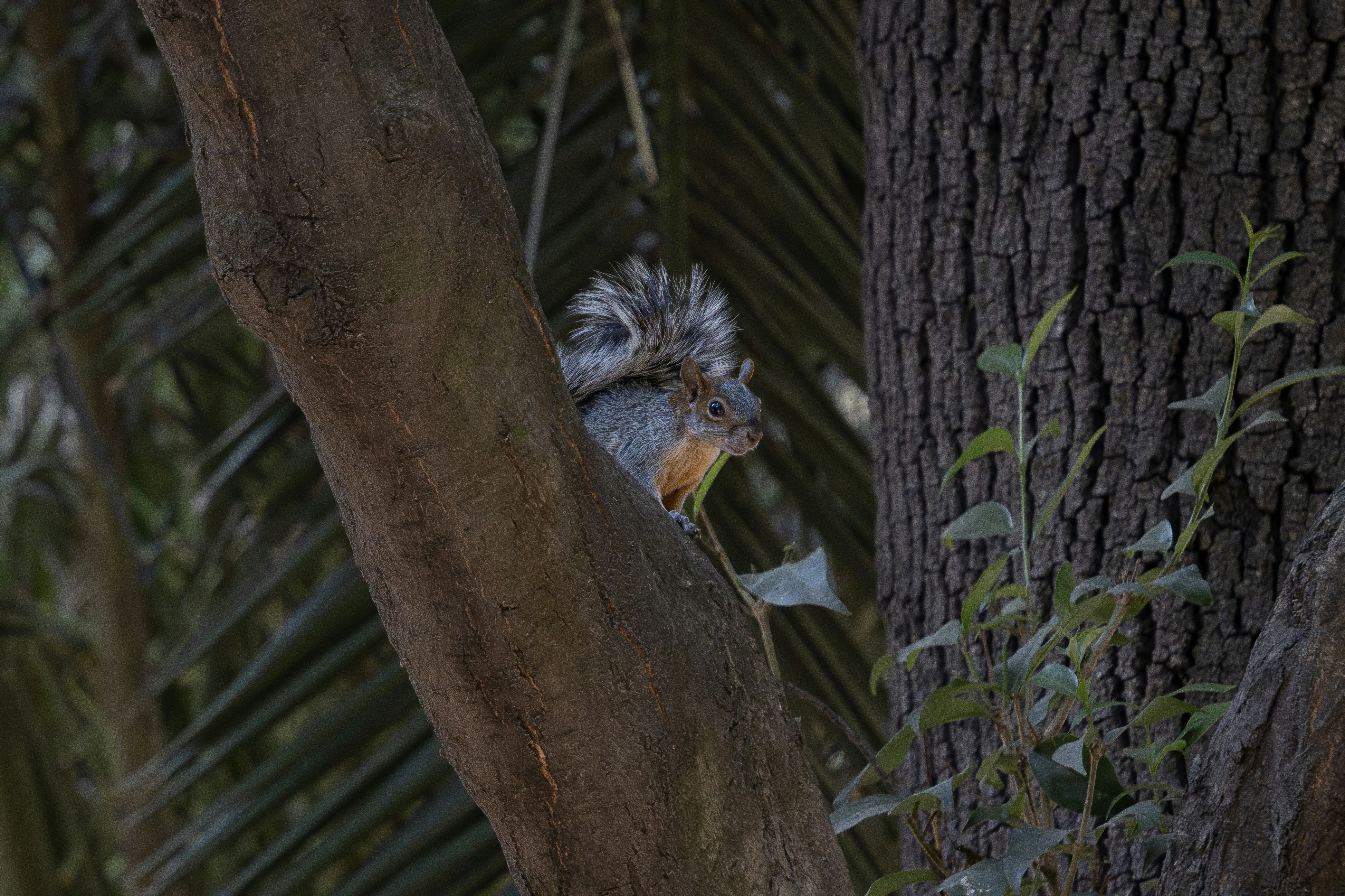 Squirrel Amidst Bark and Shadow