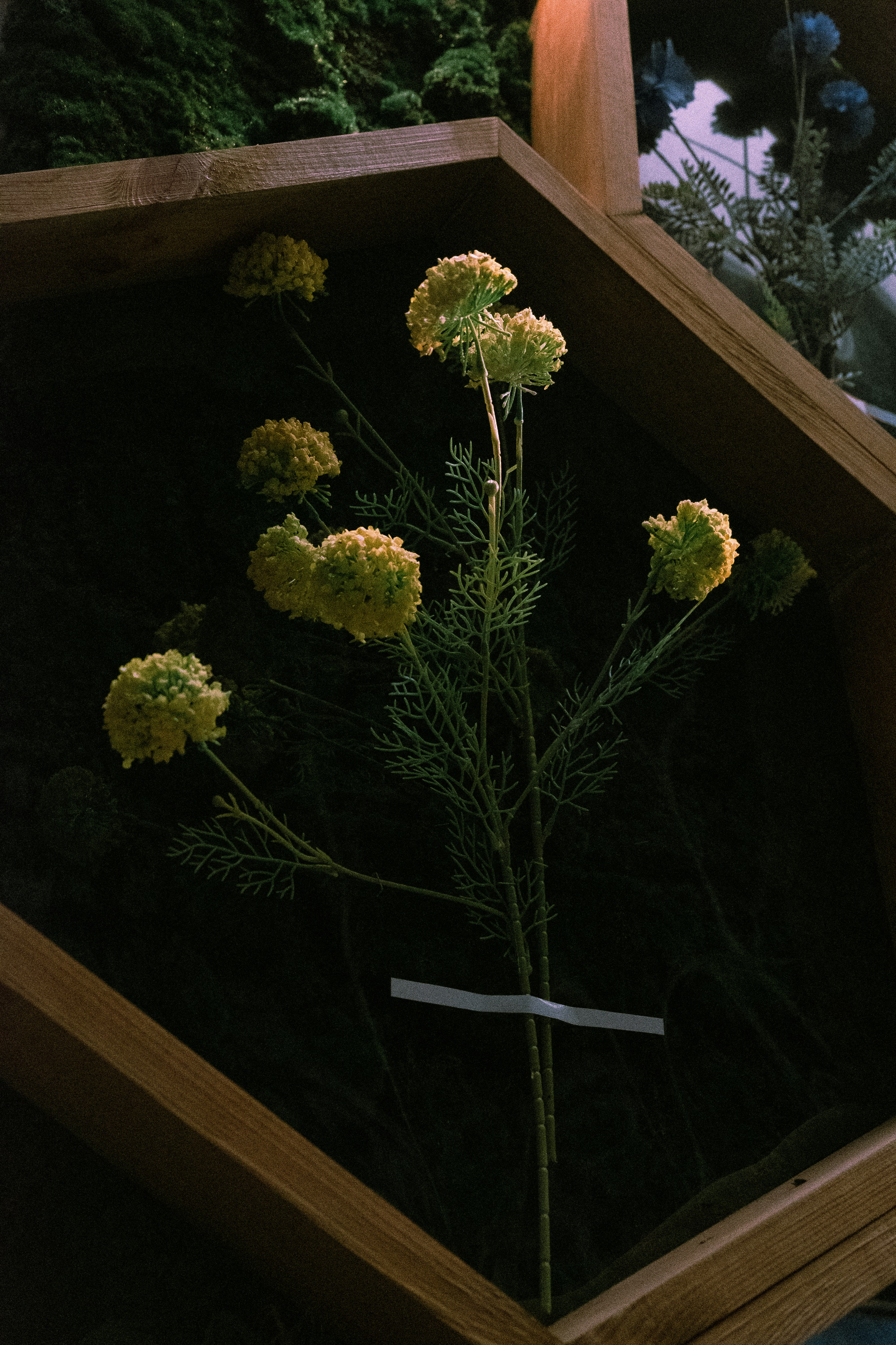 Preserved Equisite: A bouquet of Cabbage Pink in a wooden display case