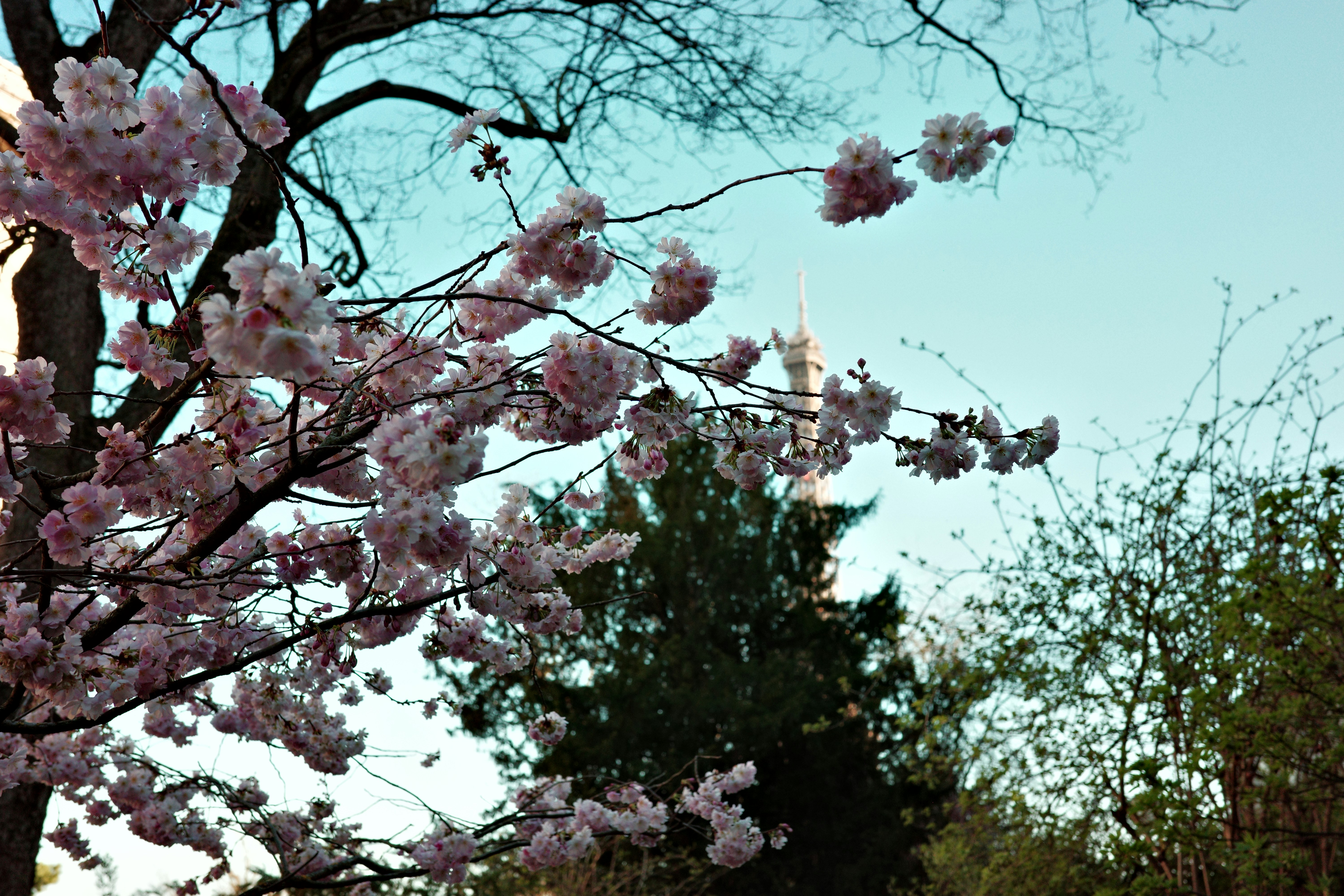 Cherry blossoms frame a bright sky with a hint of a distant spire, creating a natural portrait of spring. The scene highlights delicate petals against a clear backdrop, with the architectural outline providing depth.