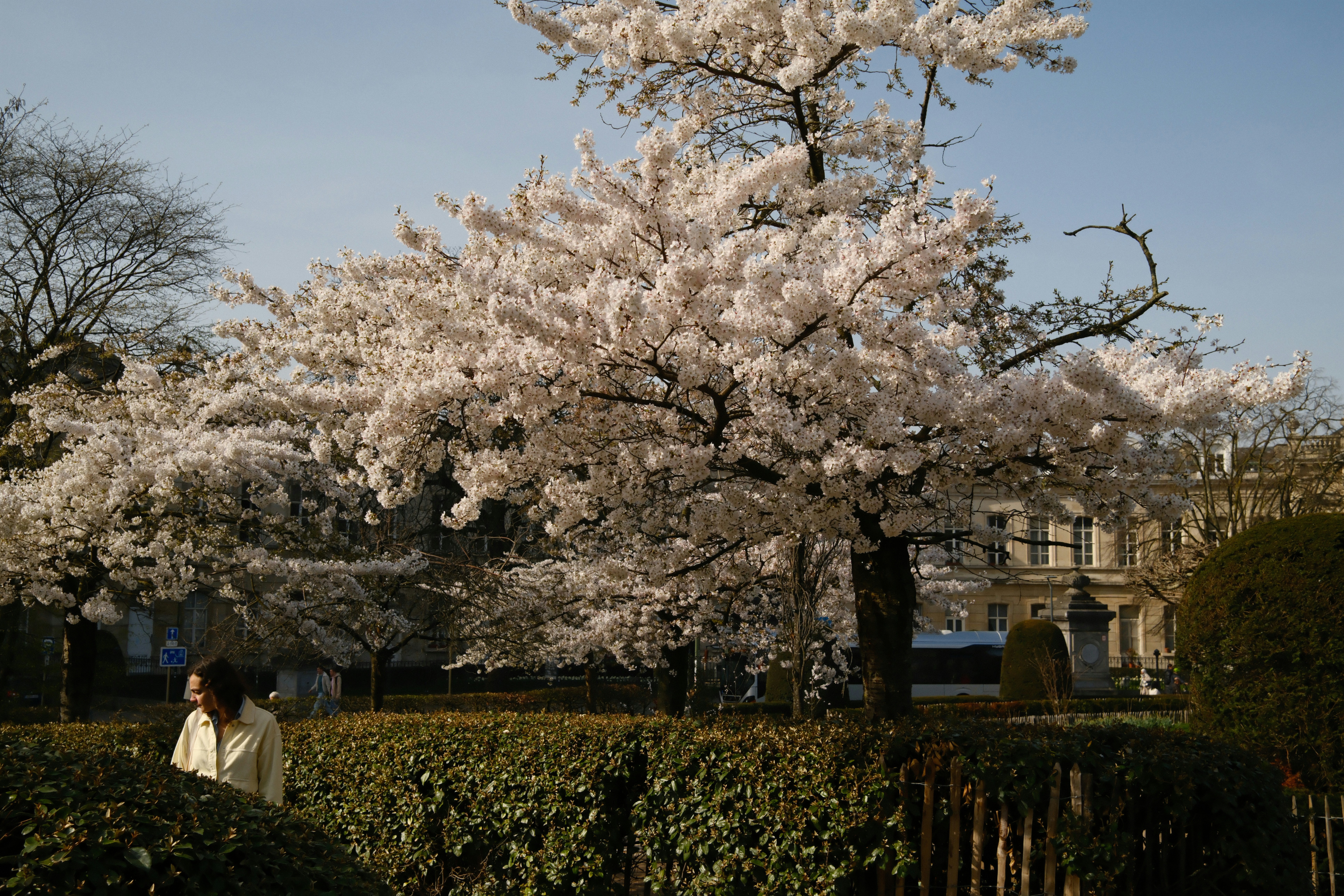 Blossom Canopy Over a Quiet Park