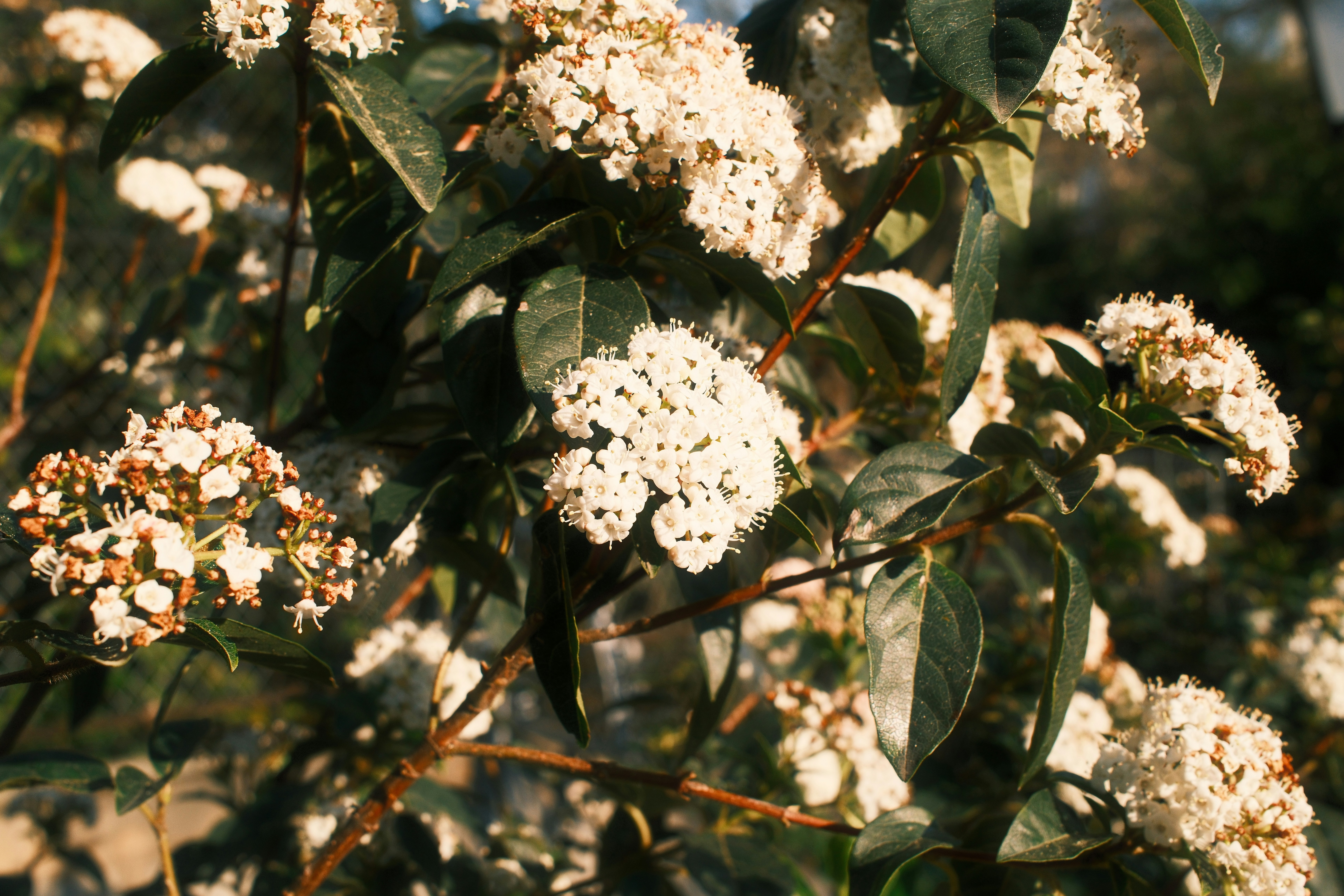 Sunlit clusters: white blossoms framed by dark green leaves