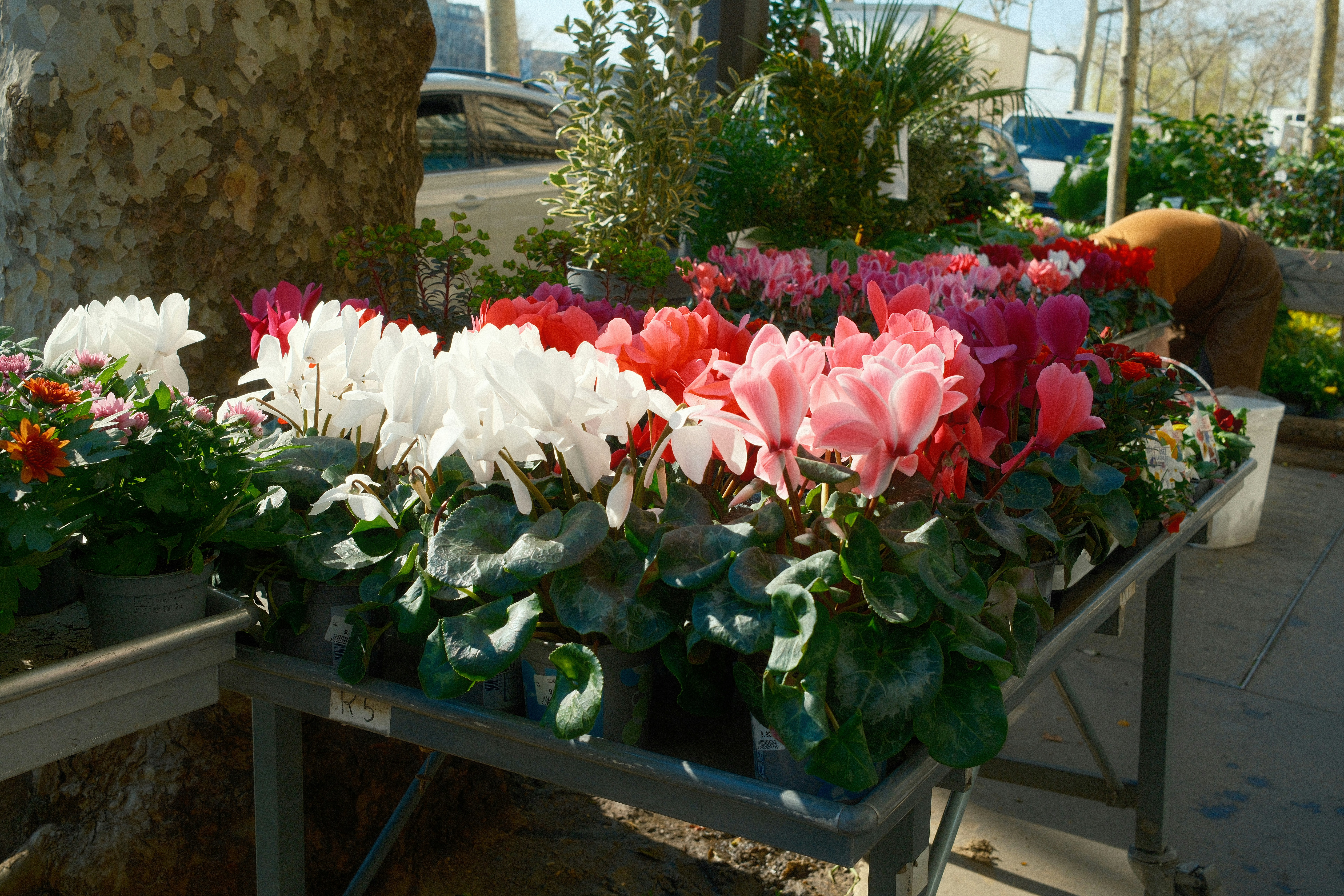 Bouquet Barrow: Sunlit Cyclamen on a Street-side Stand