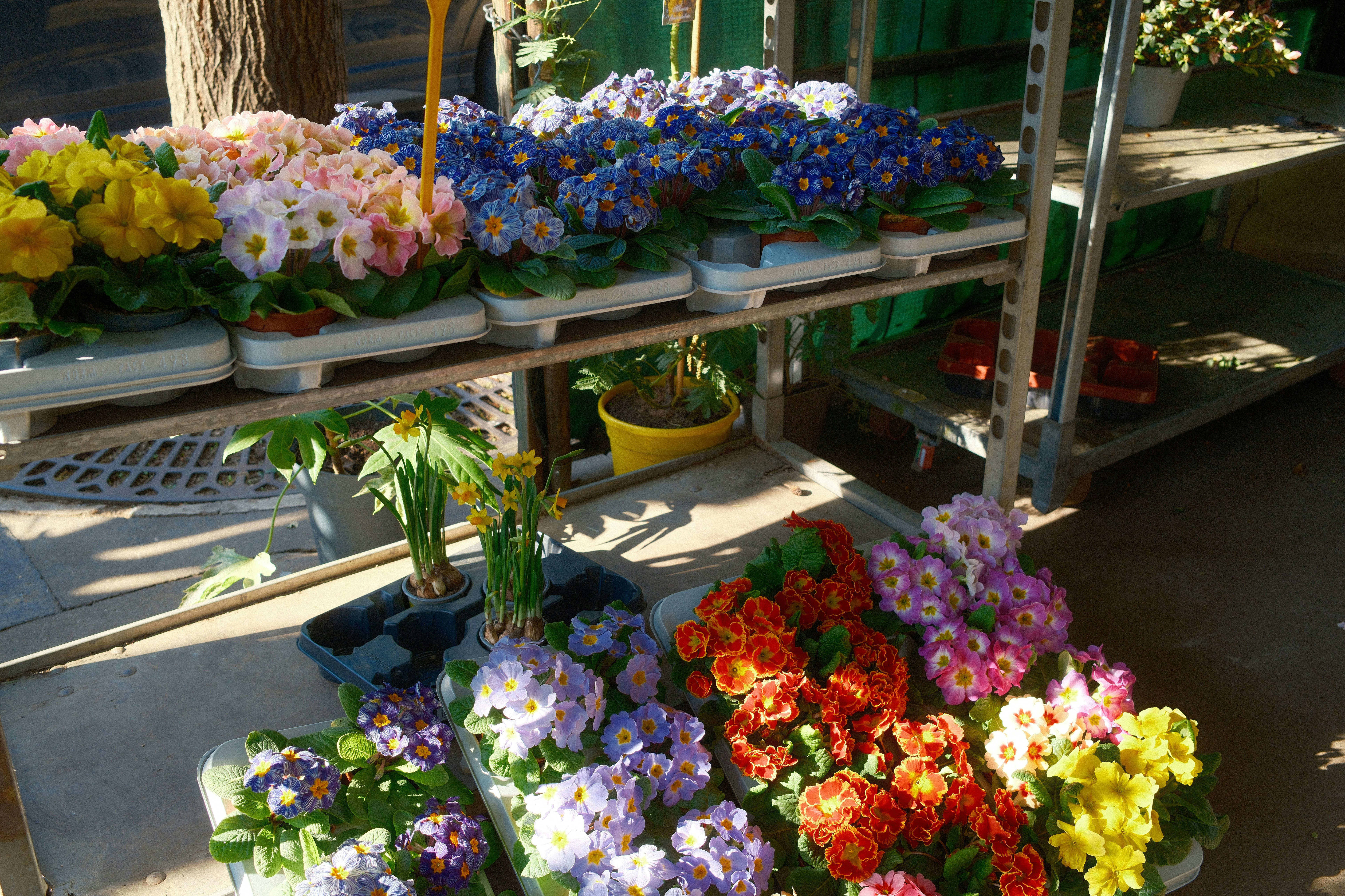 Morning Market Gallery: A Palette of Potted Blooms