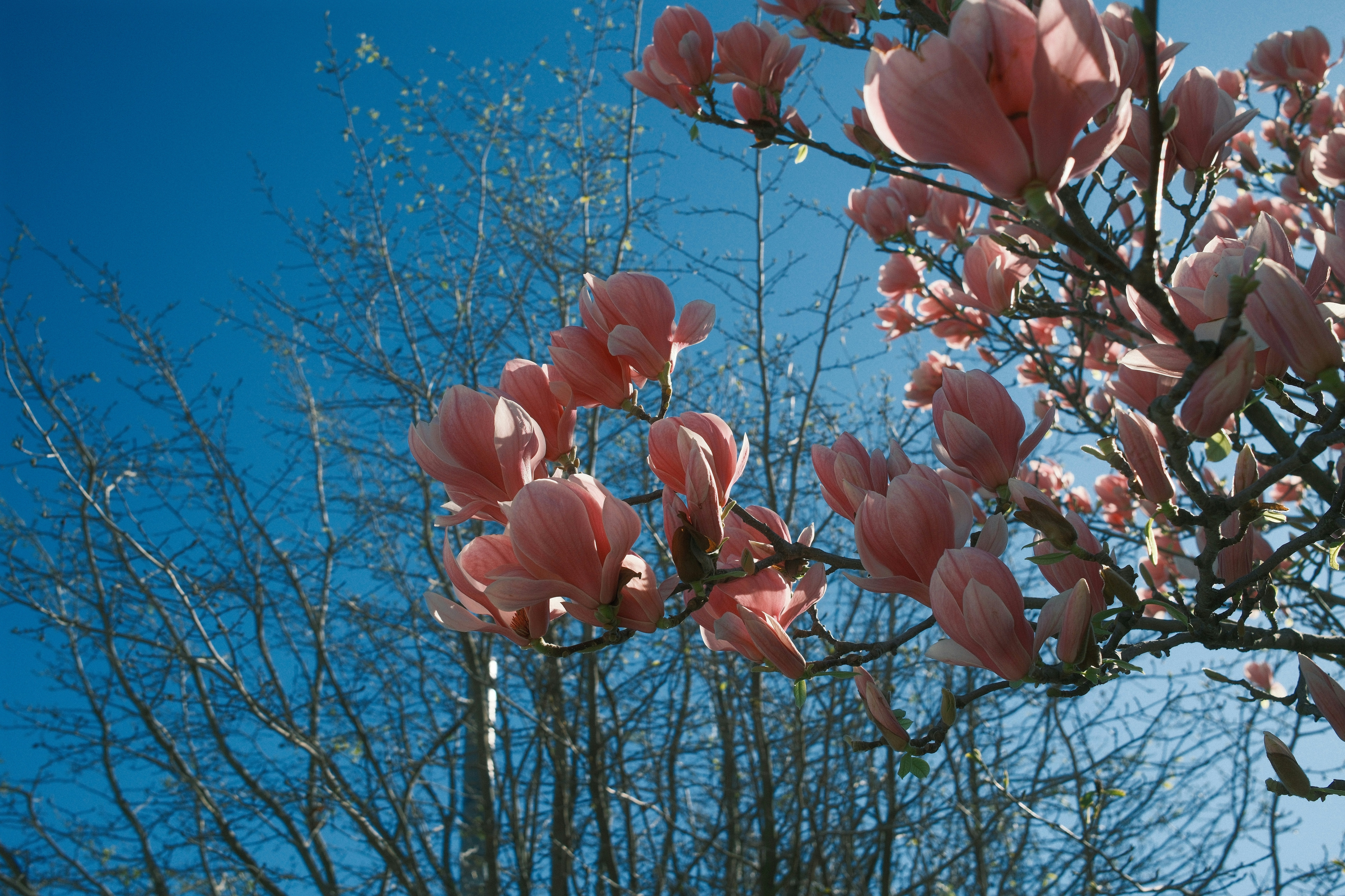 Blossoms Converge Against a Lapis Sky