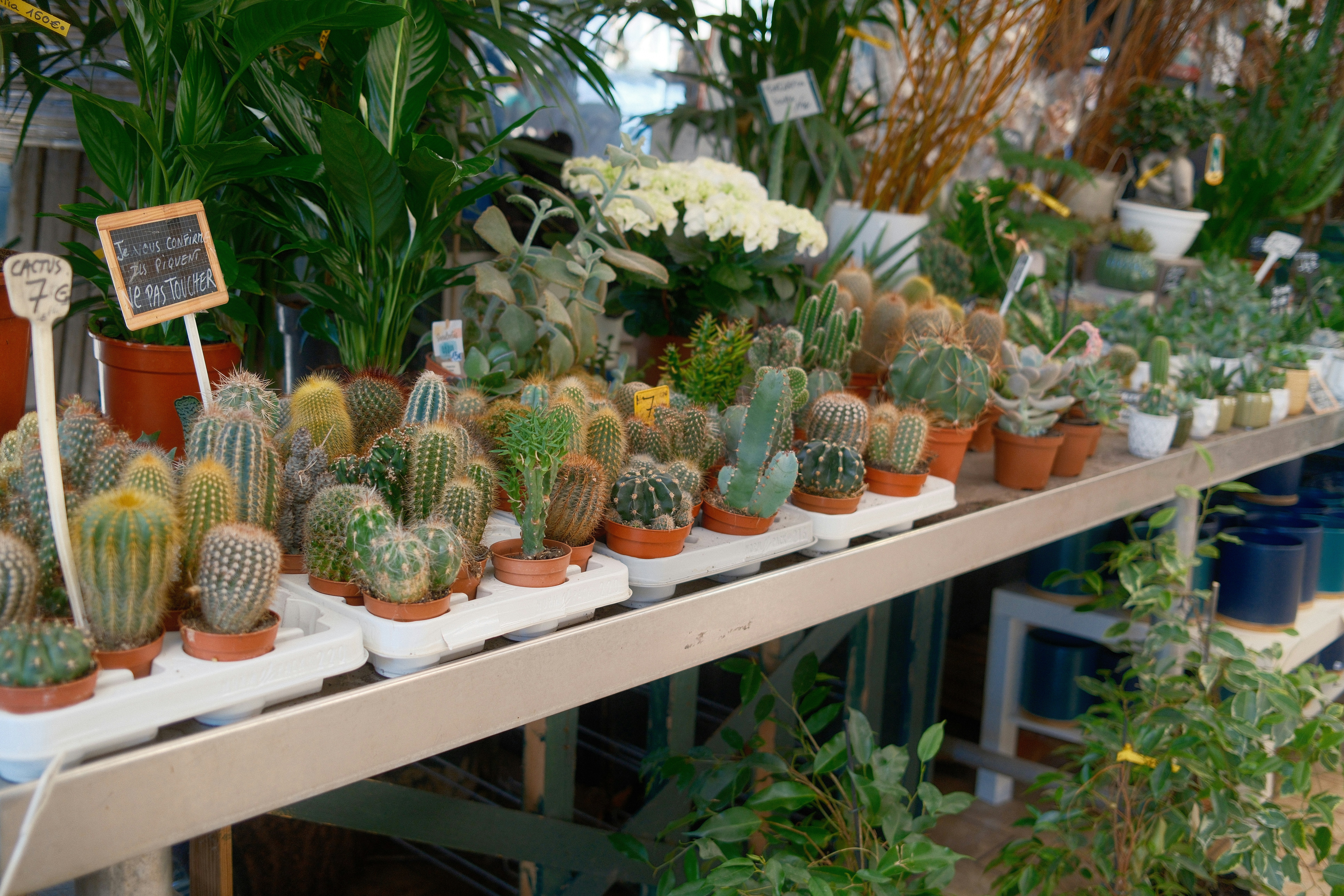 Cacti Row at the Greenhouse Market