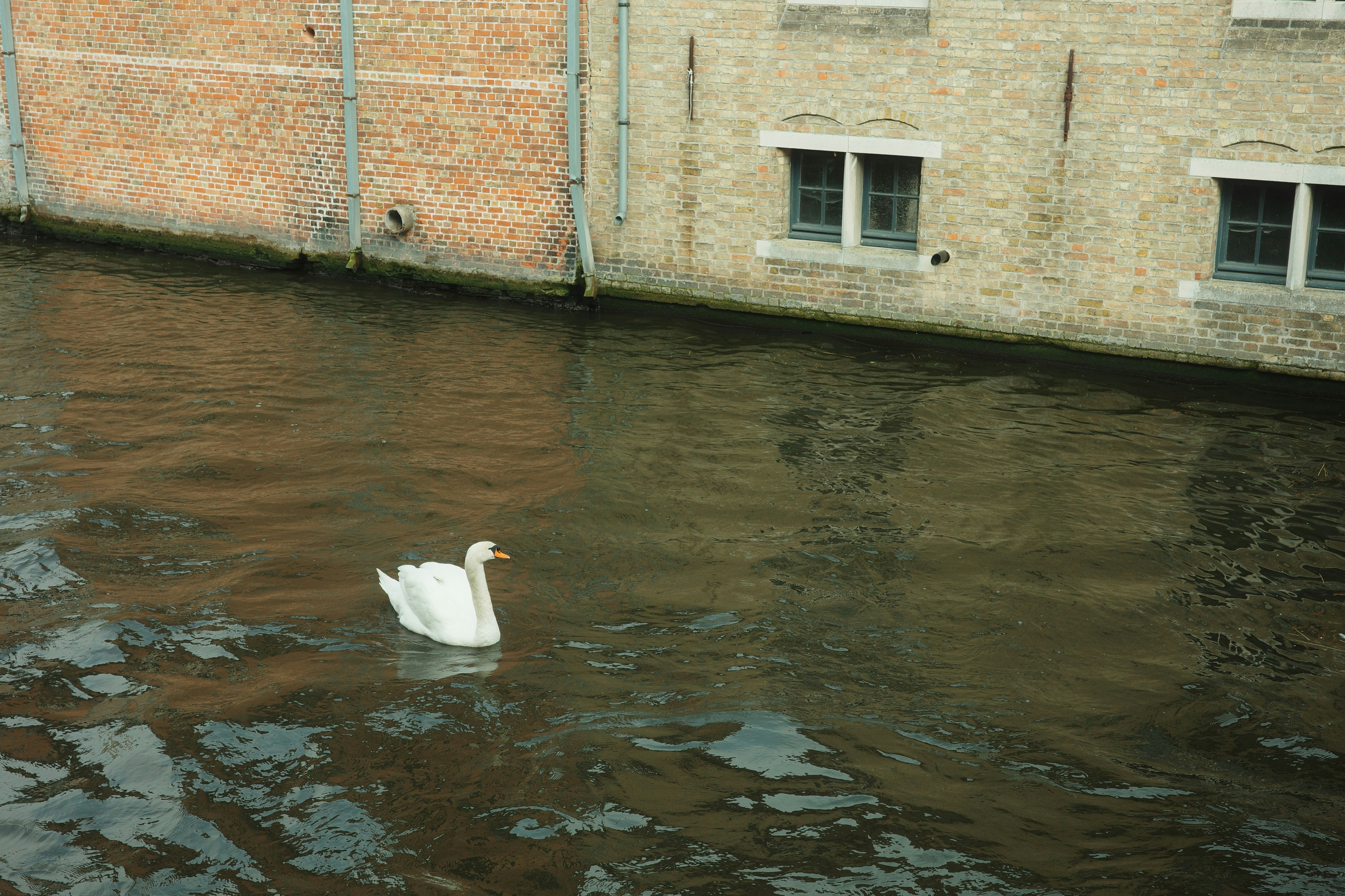 Floating Aquarelle: a lone swan against brick riverbank