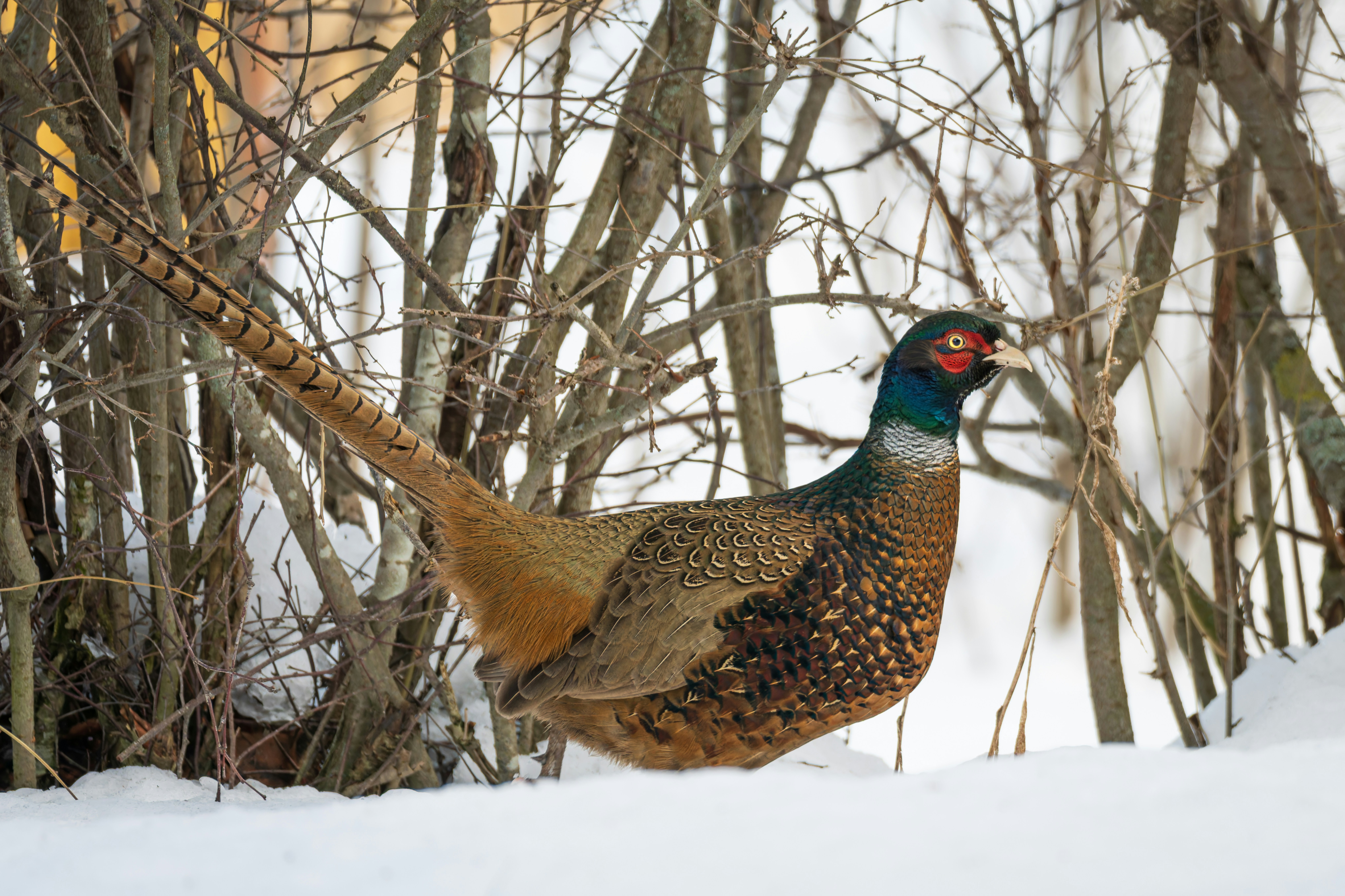 Masked in Winter: A pheasant among bare branches