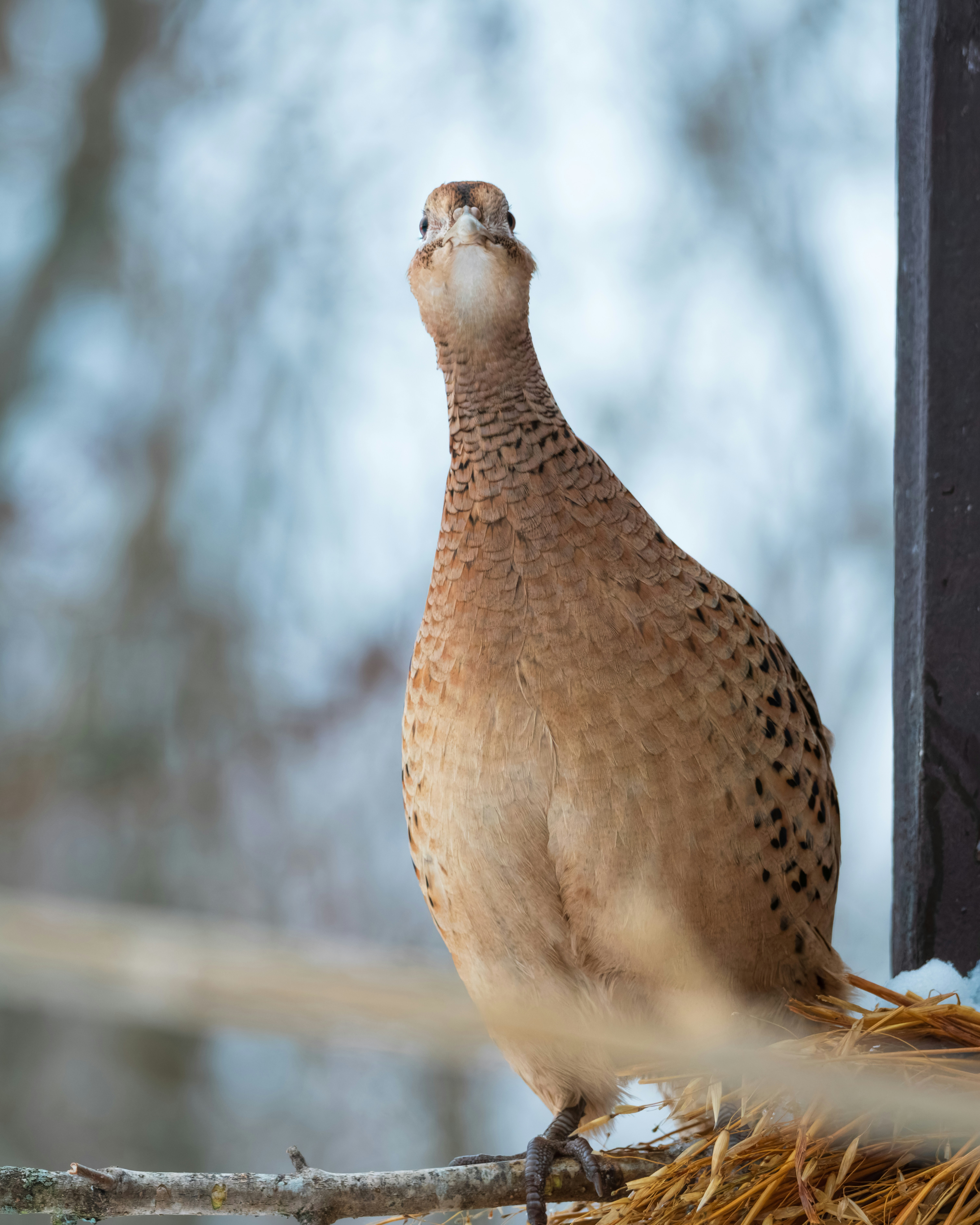 Front-and-Center: A Curiously Upright Pheasant Staring Down the Lens
