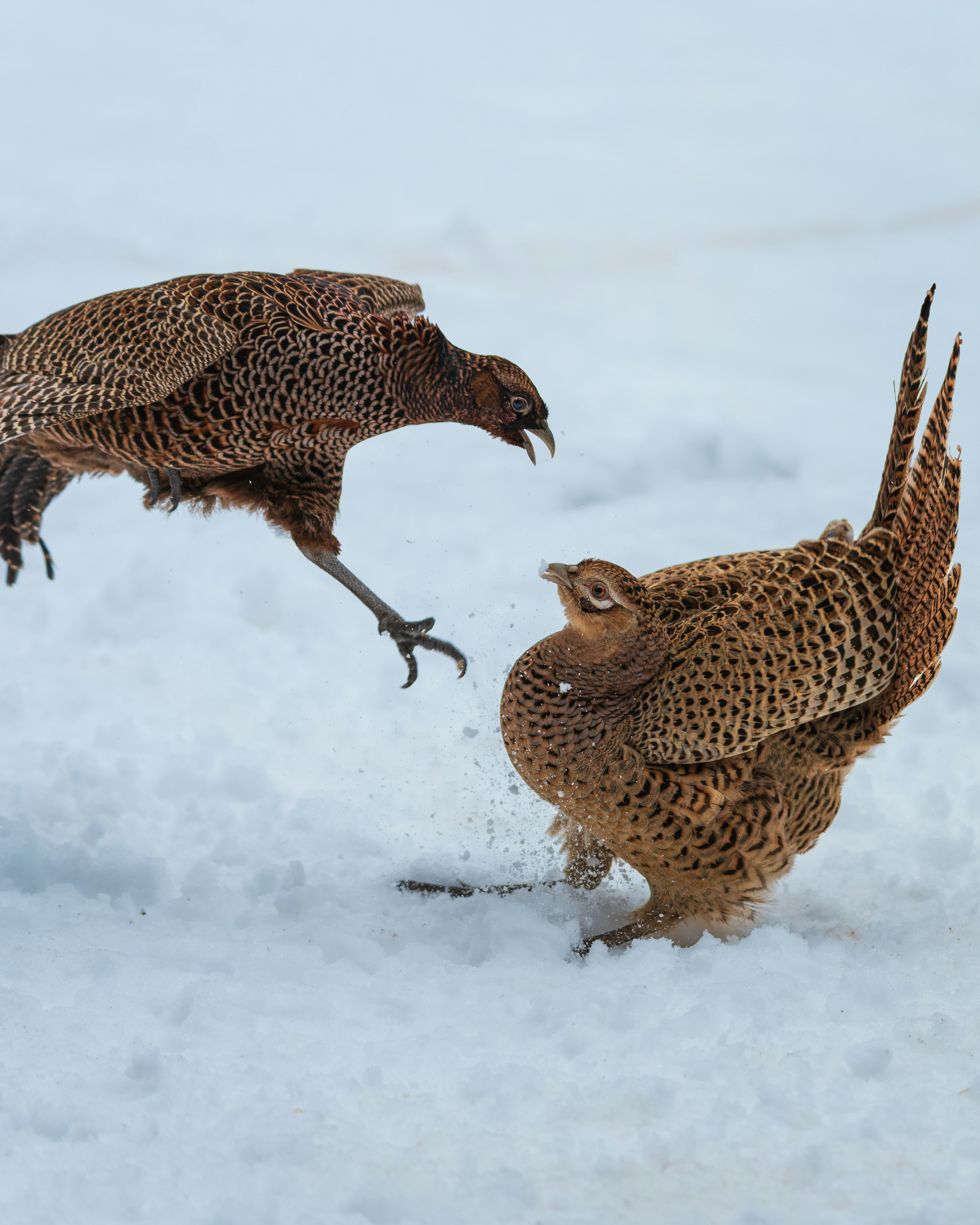 Winter Standoff: Two Grouse Lock Talons in Fresh Snow
