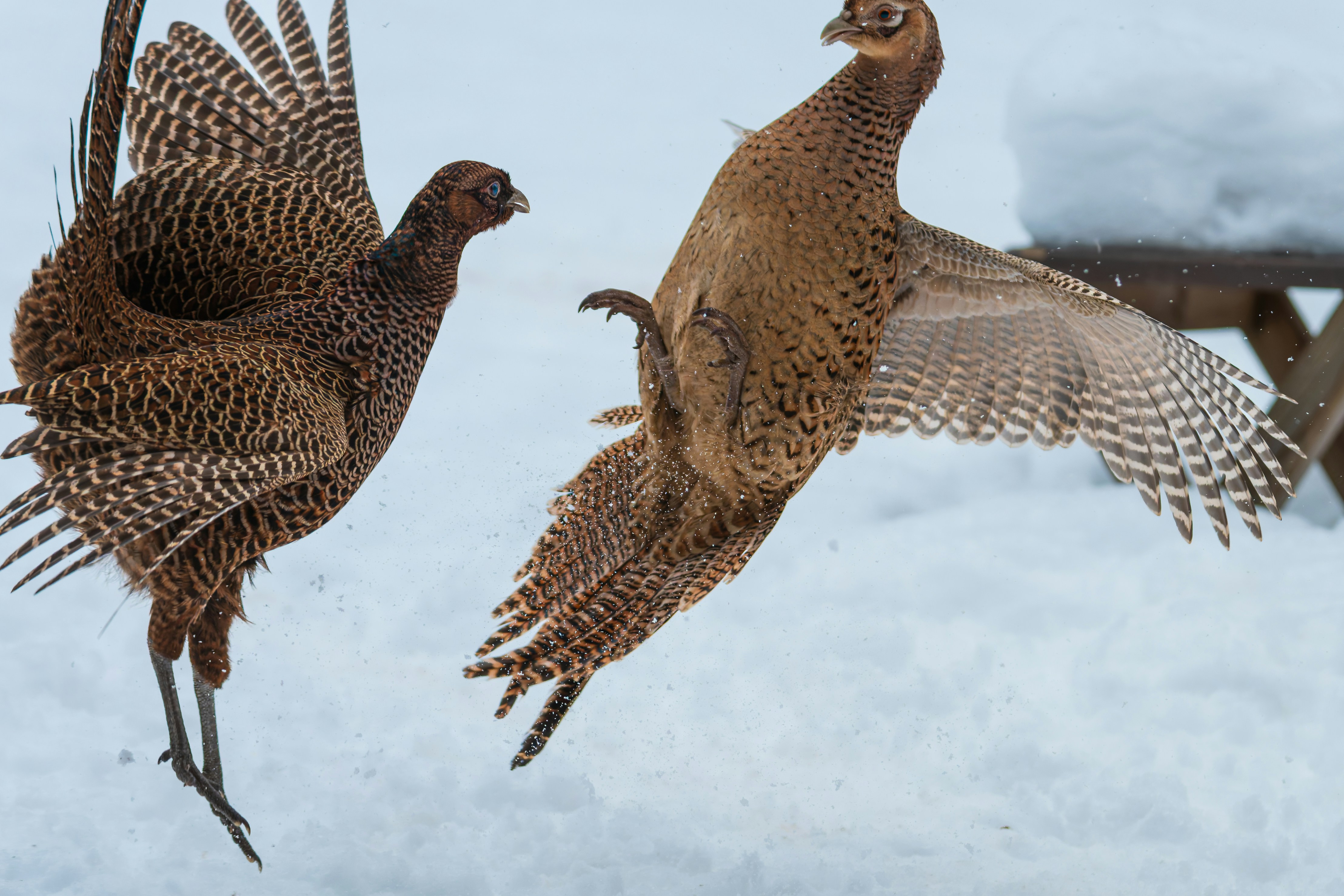 Midair Duel: Two Birds of Prey in Snowy Friction