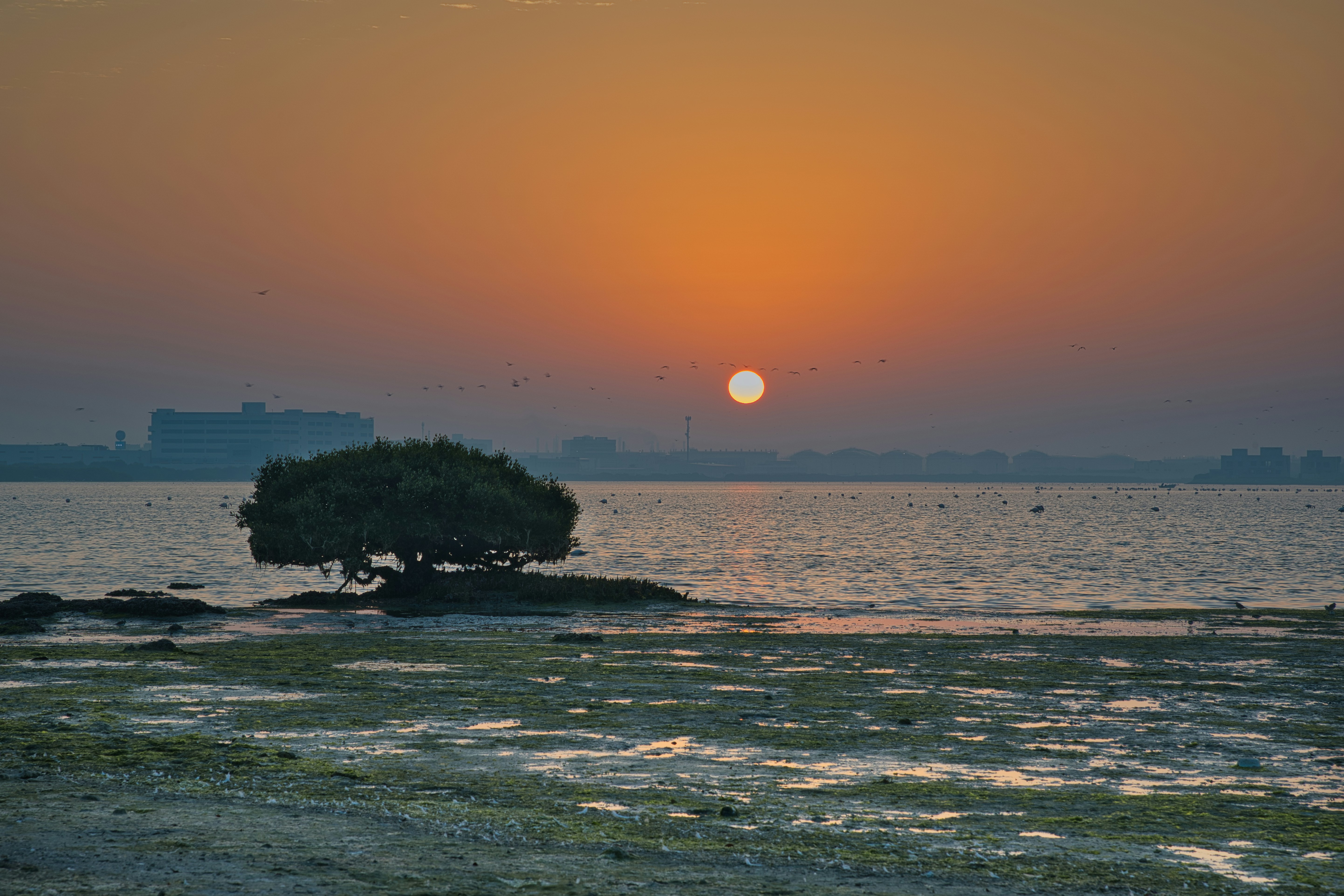 Sunset Sentinel: A lone mangrove island framed by a quiet tidal plain